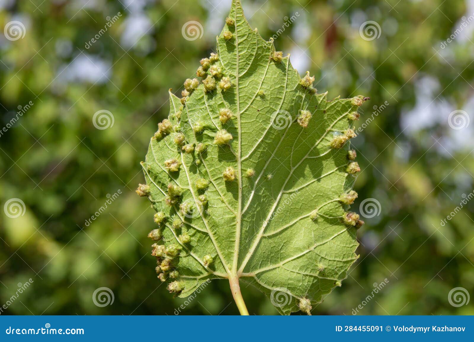 Grapevine Leaf Infested and Affected by Phylloxera Grape Aphid ...