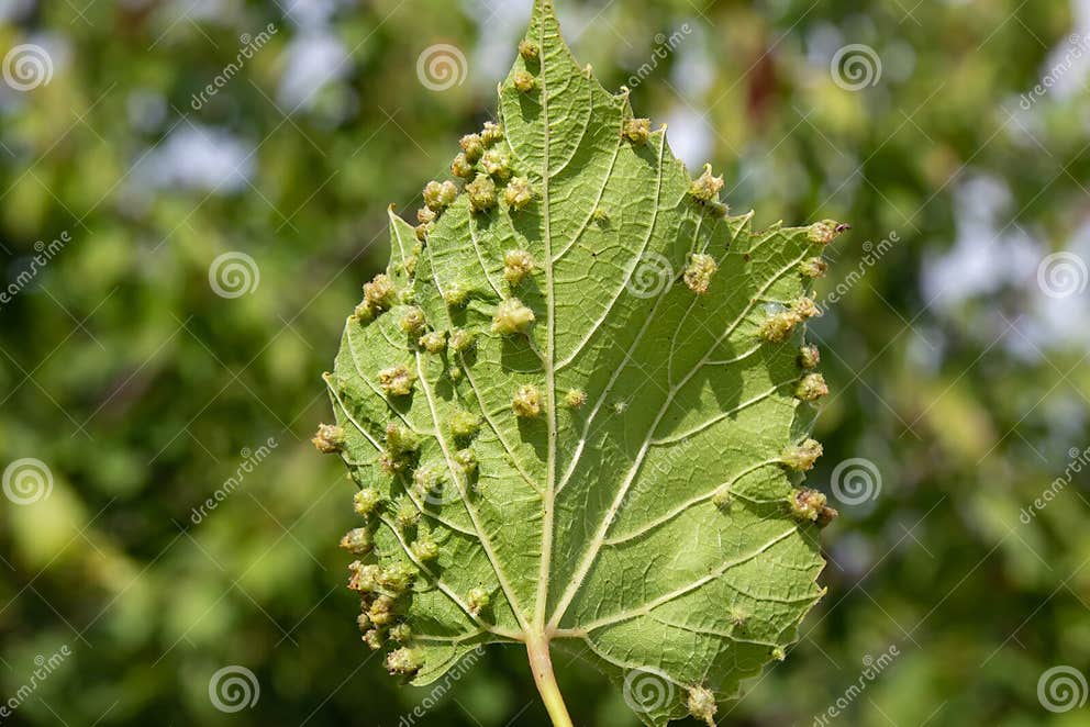 Grapevine Leaf Infested and Affected by Phylloxera Grape Aphid ...