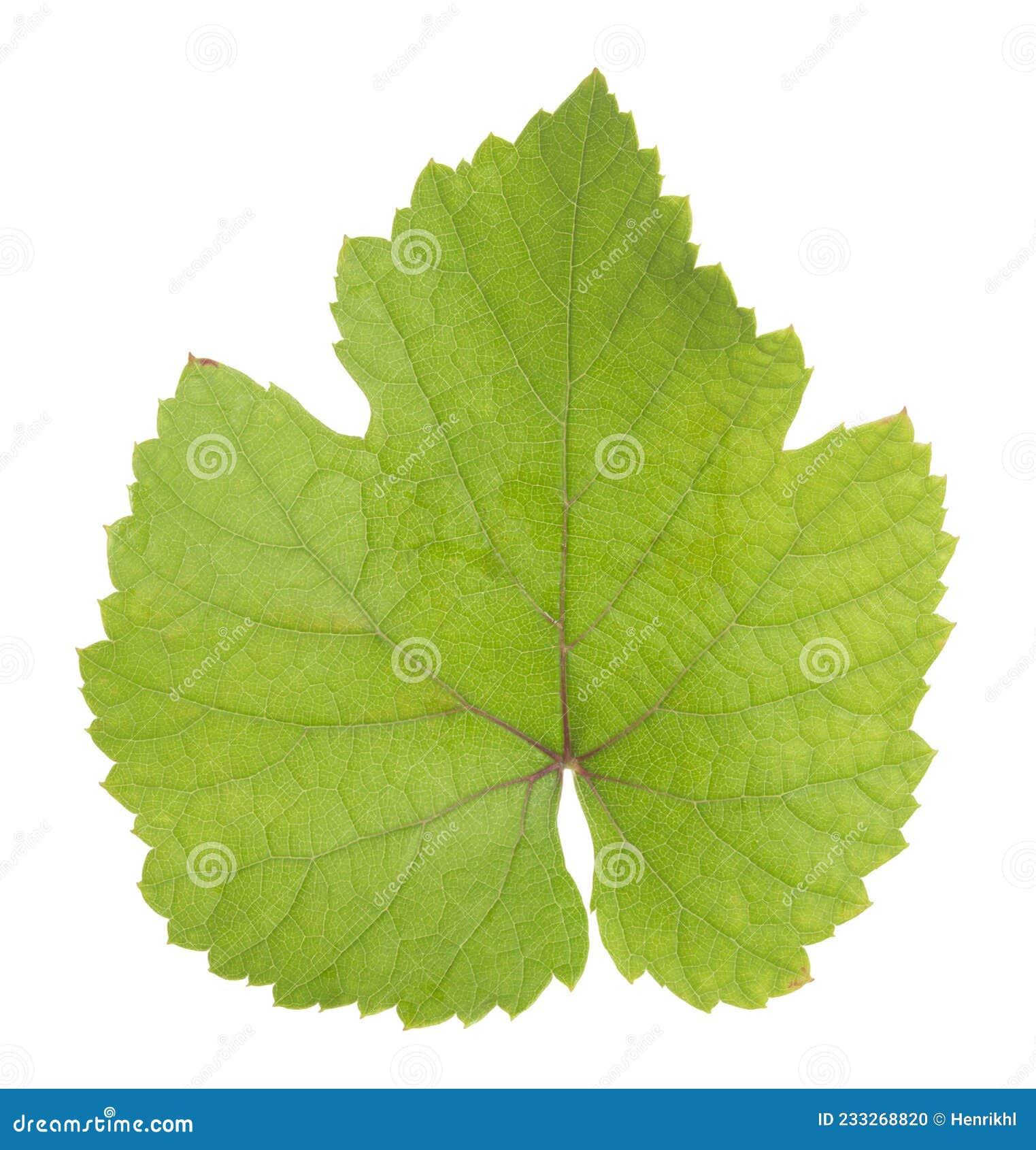 Grapevine Leaf Isolated on White Background Stock Photo - Image of ...