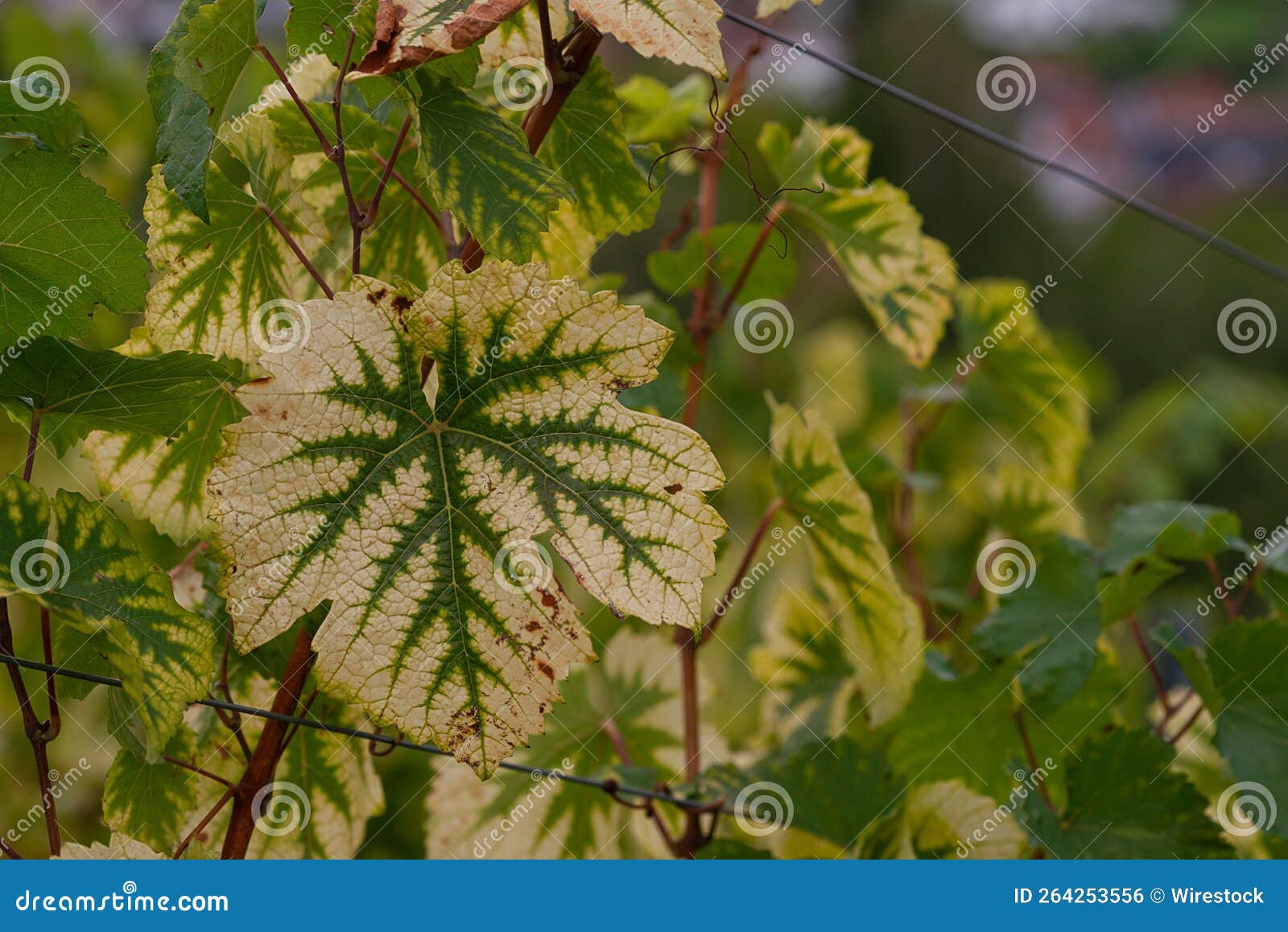 Grapevine Leaf with Magnesium Deficiency on the Blurred Background ...