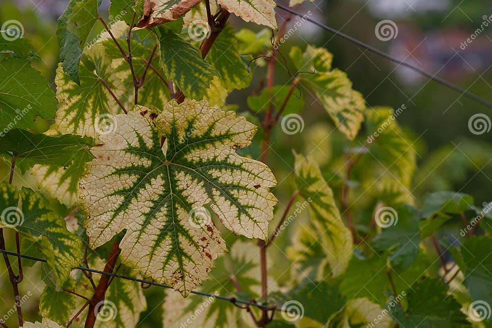 Grapevine Leaf with Magnesium Deficiency on the Blurred Background ...