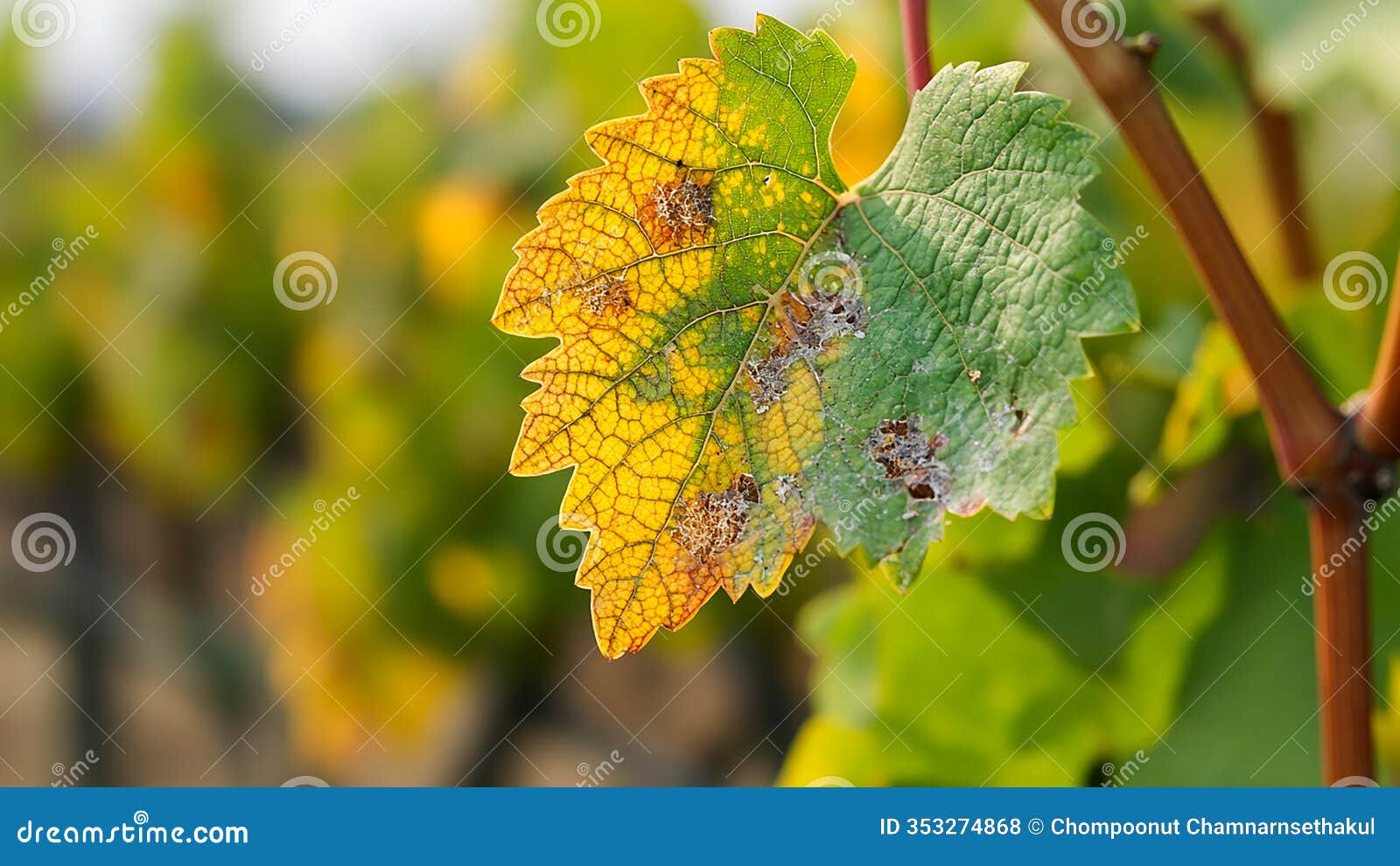 A Grapevine Leaf Showing Grape Leafhopper Damage, with the Vineyard ...