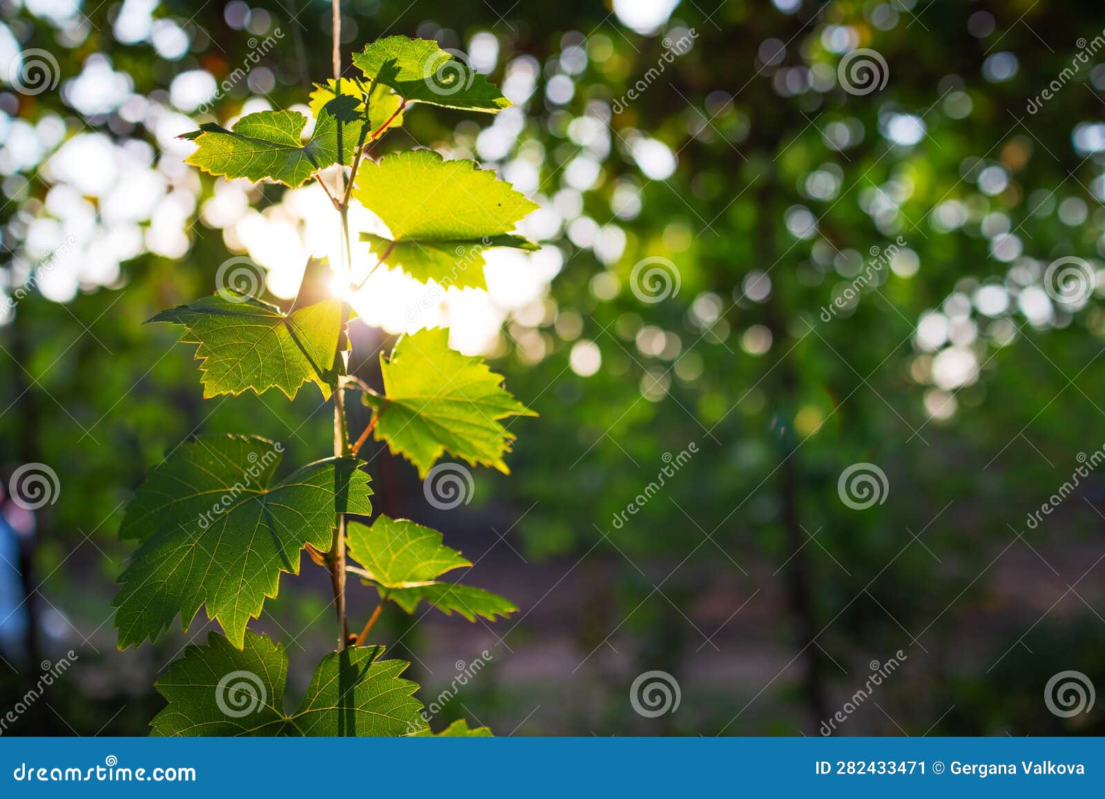 Grapevine Leaf in the Vineyard, Grape Leaves in Sunlight Close Up ...