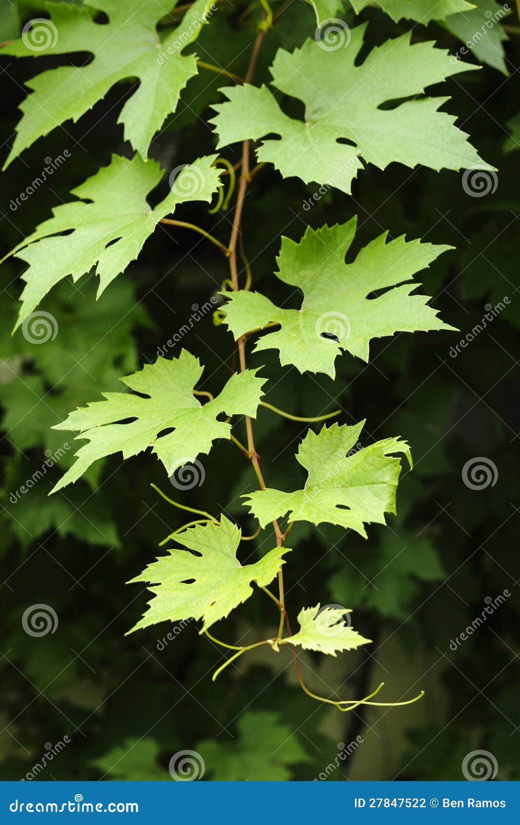 Grapevine leaves stock photo. Image of plants, climbing - 27847522