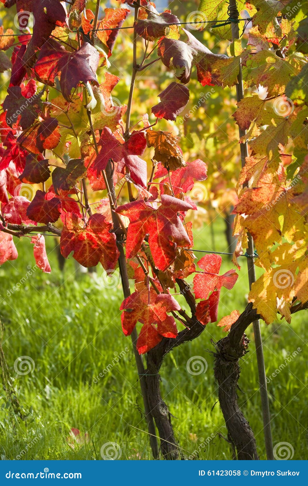 Grapevine leaves in autumn stock photo. Image of outdoor - 61423058