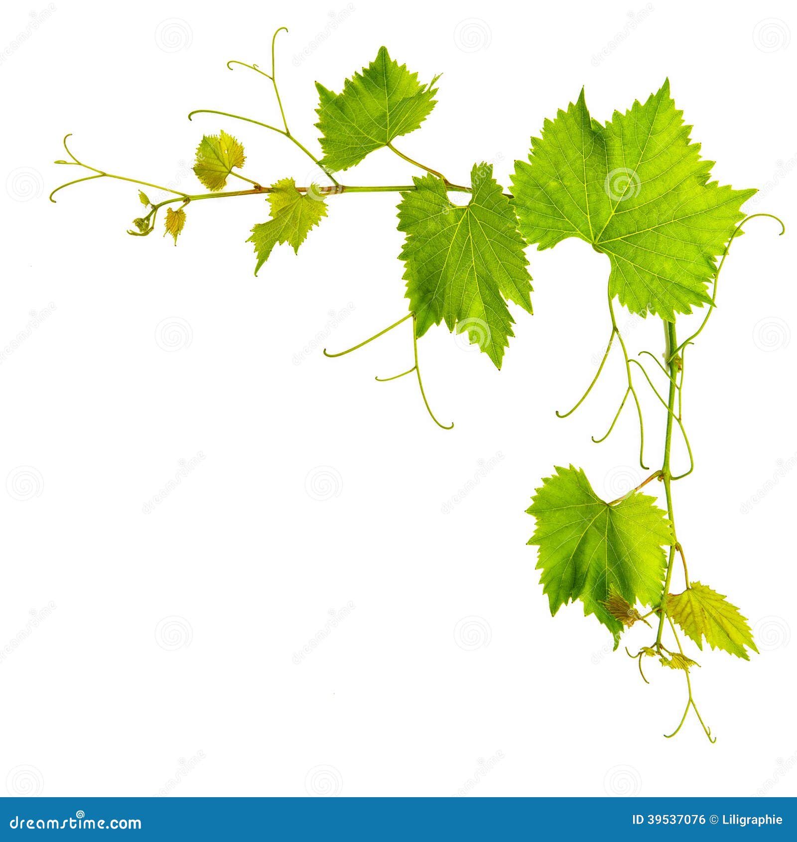 Grapevine Leaves Border Isolated on White Stock Photo - Image of ...