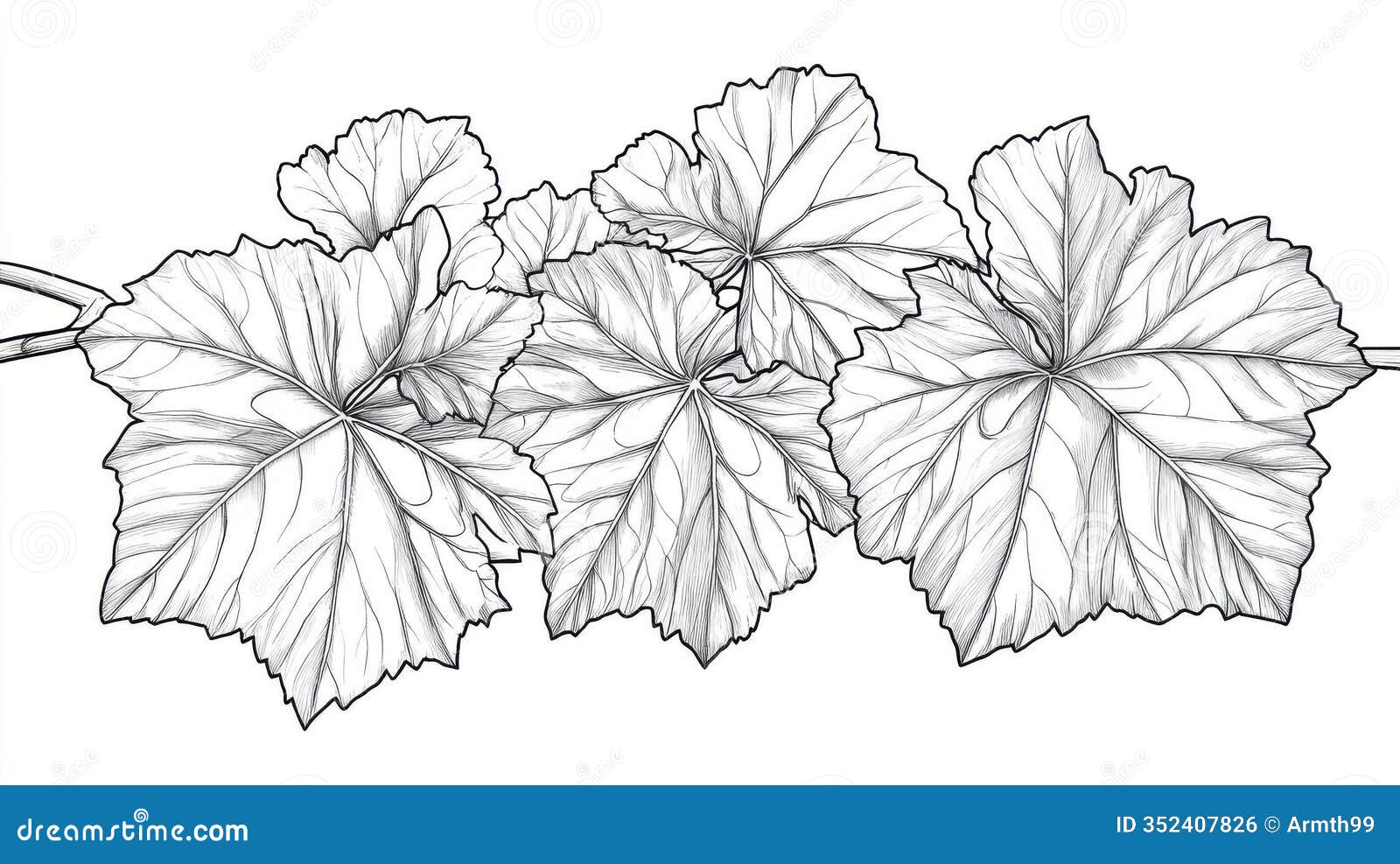 Grapevine Leaves - Detailed Line Art Illustration Stock Illustration ...