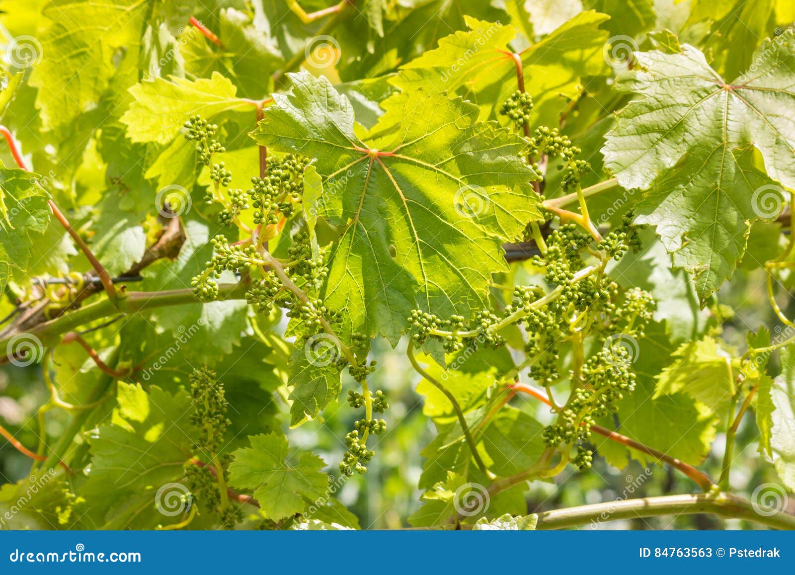 Grapevine Leaves and Flowers in Vineyard in Springtime Stock Image ...