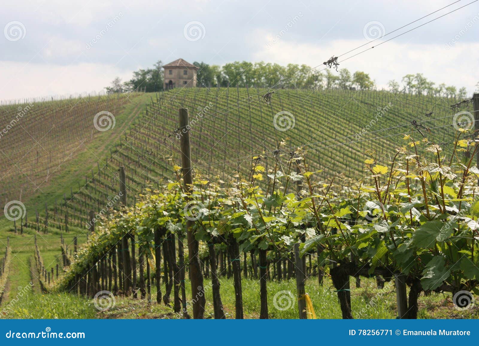 Grapevine line stock image. Image of autumn, lines, travel - 78256771