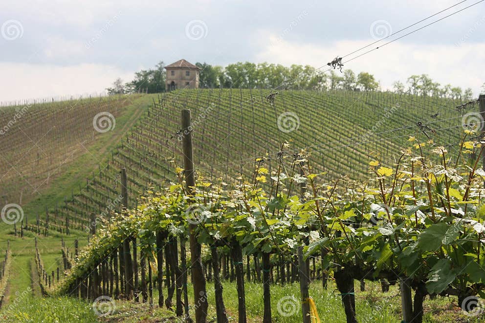 Grapevine line stock image. Image of autumn, lines, travel - 78256771