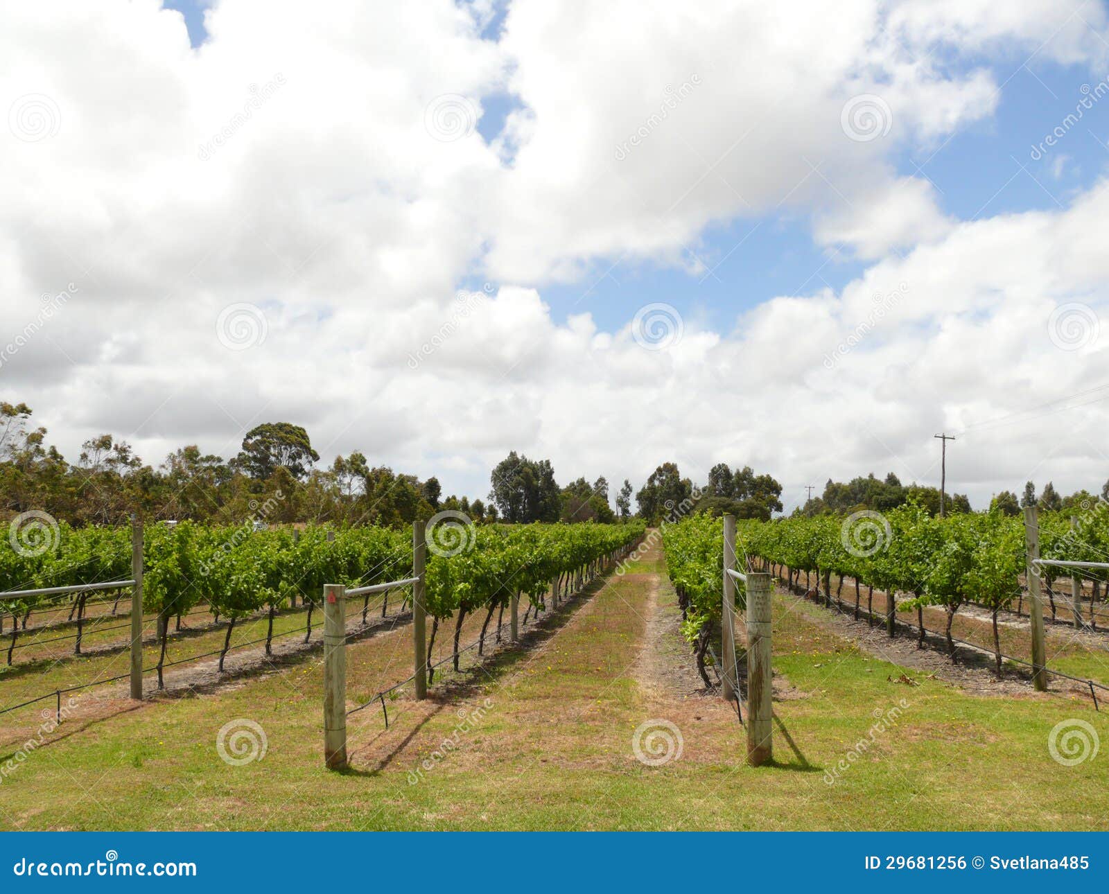 Grapevine in Margaret River. Stock Photo - Image of cloud, australia ...