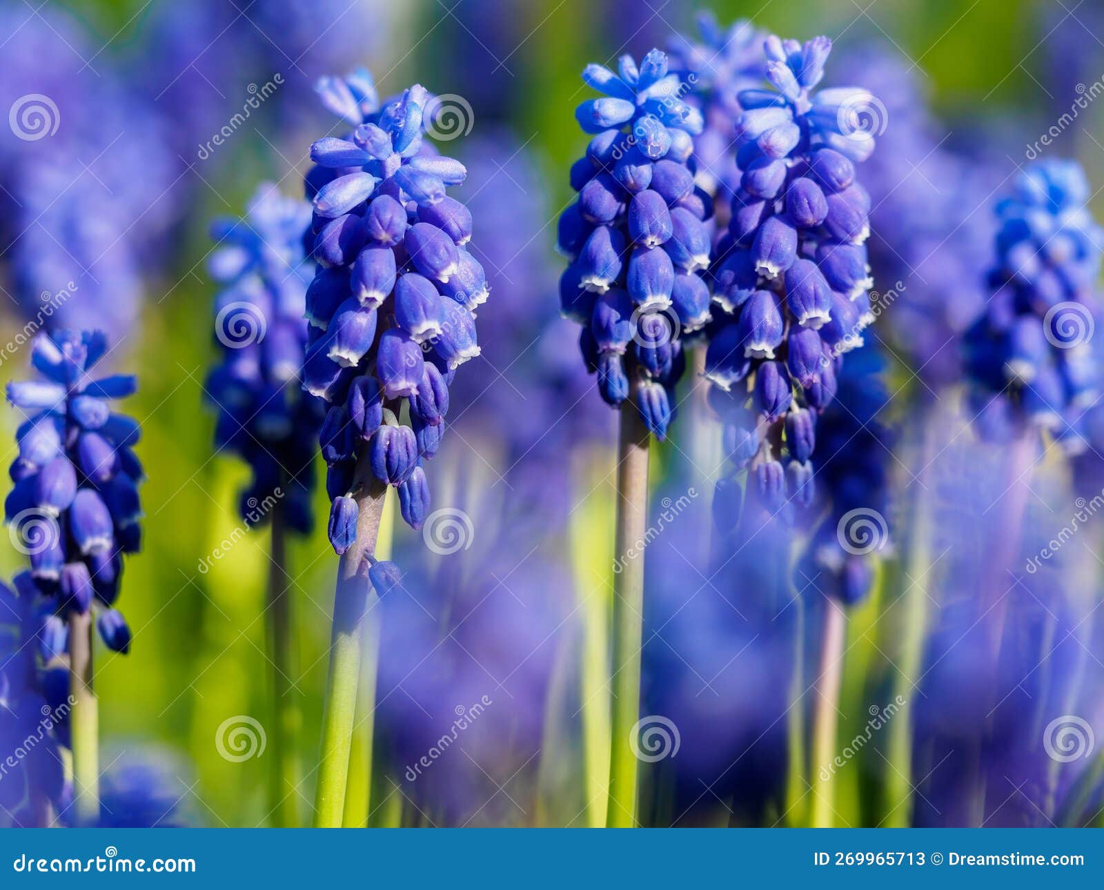 Grapevine (Muscari stock image. Image of multicolors - 269965713