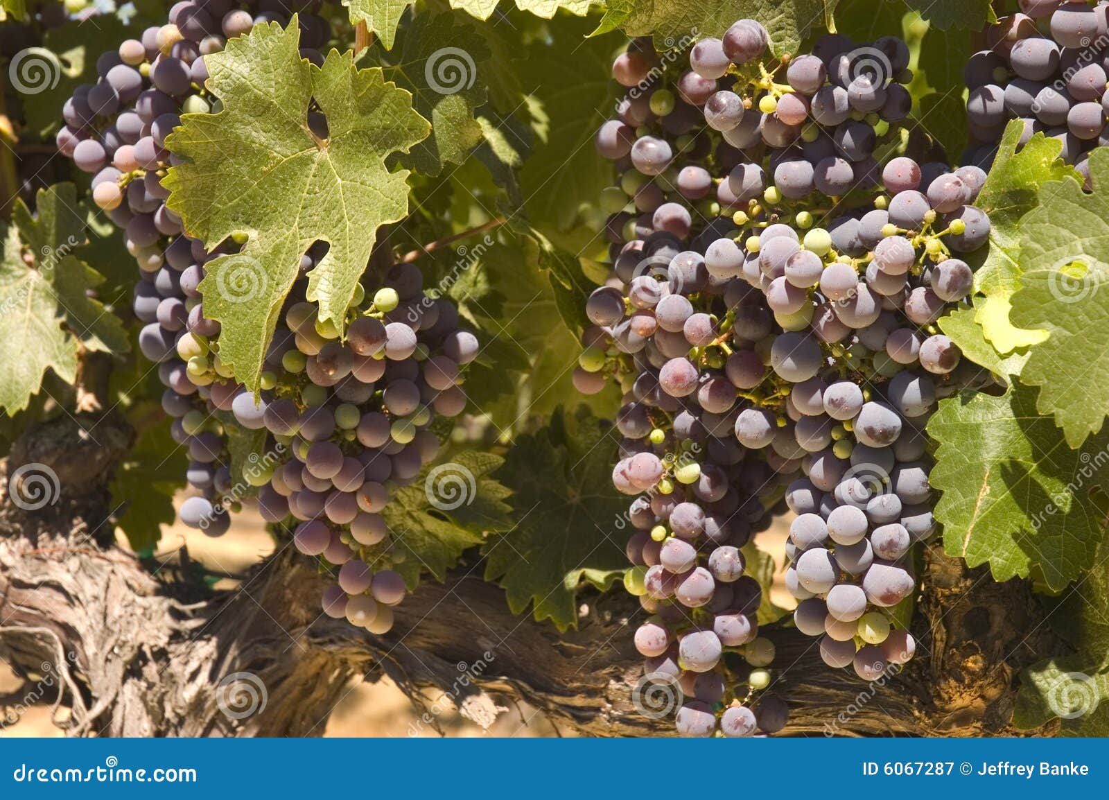 Grapevine in Napa Valley, California Stock Image - Image of viticulture ...