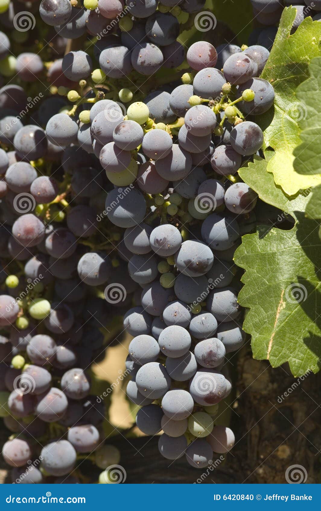 Grapevine in Napa Valley, California Stock Photo - Image of fresh ...