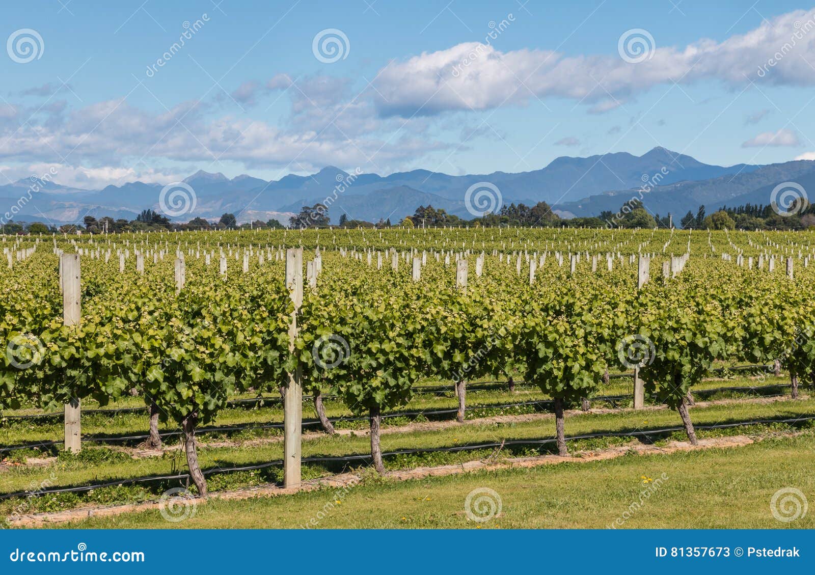 Grapevine in New Zealand Vineyard Stock Image - Image of clouds ...