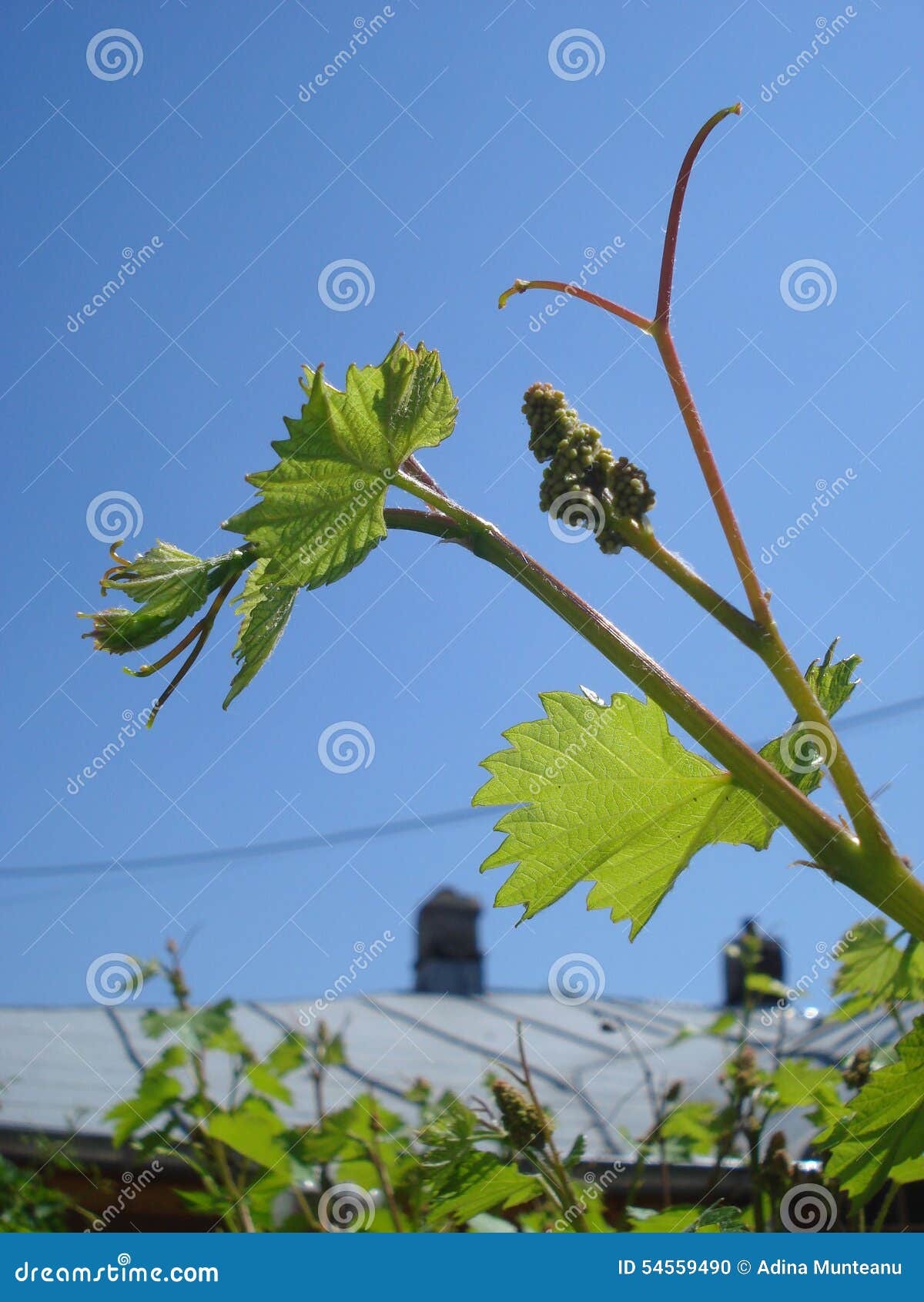 Grapevine Offshoot on Blue Sky in Spring Stock Photo - Image of vine ...