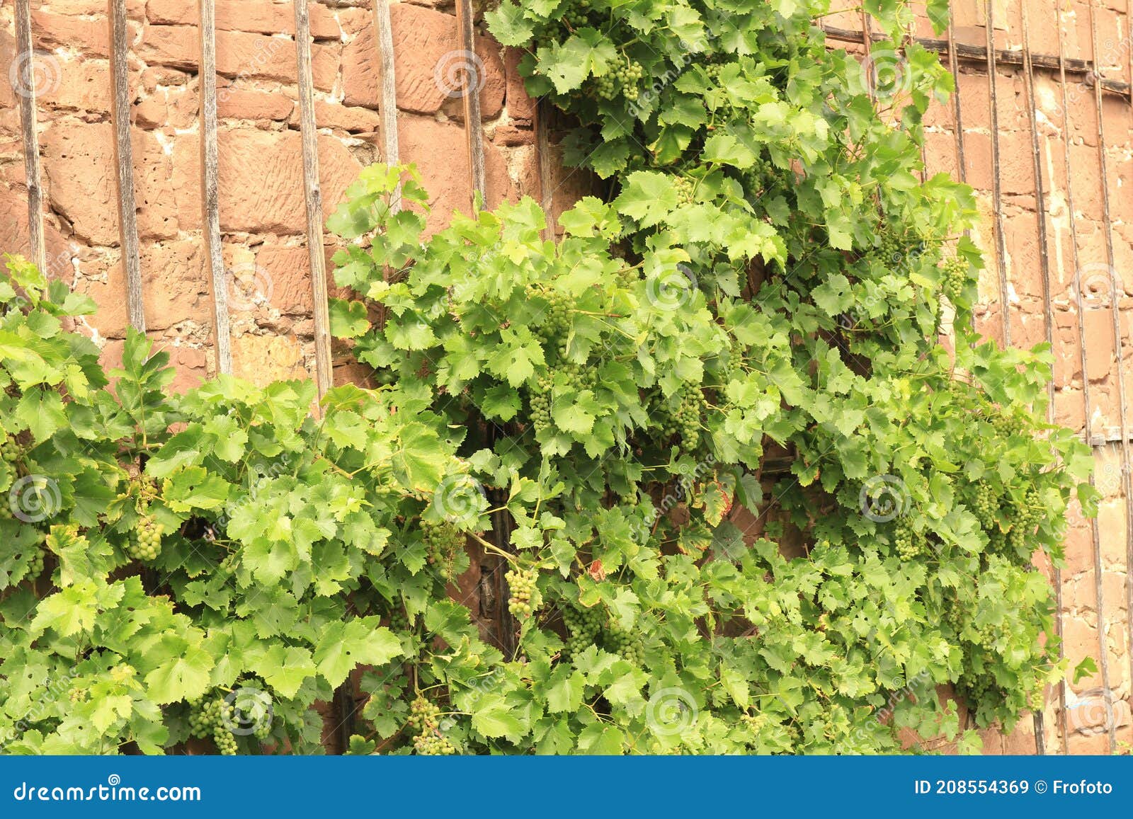 Grapevine and house wall stock image. Image of vine - 208554369