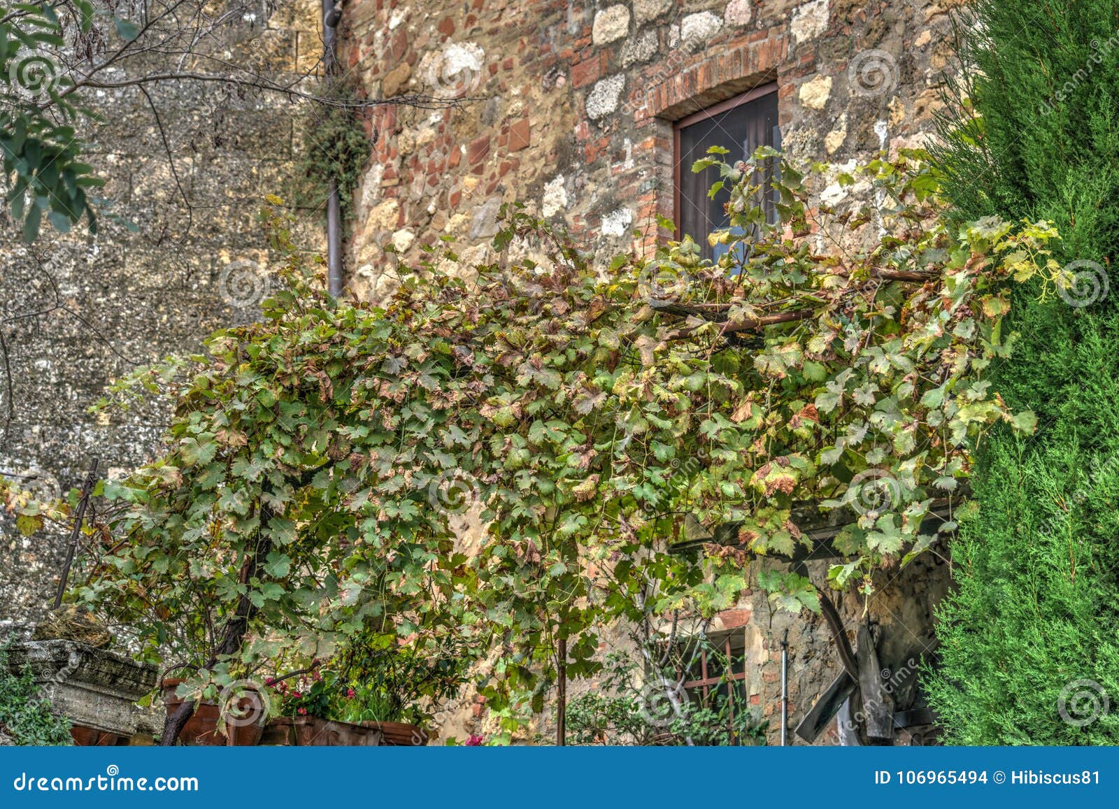 Grapevine over a window stock photo. Image of architectural - 106965494