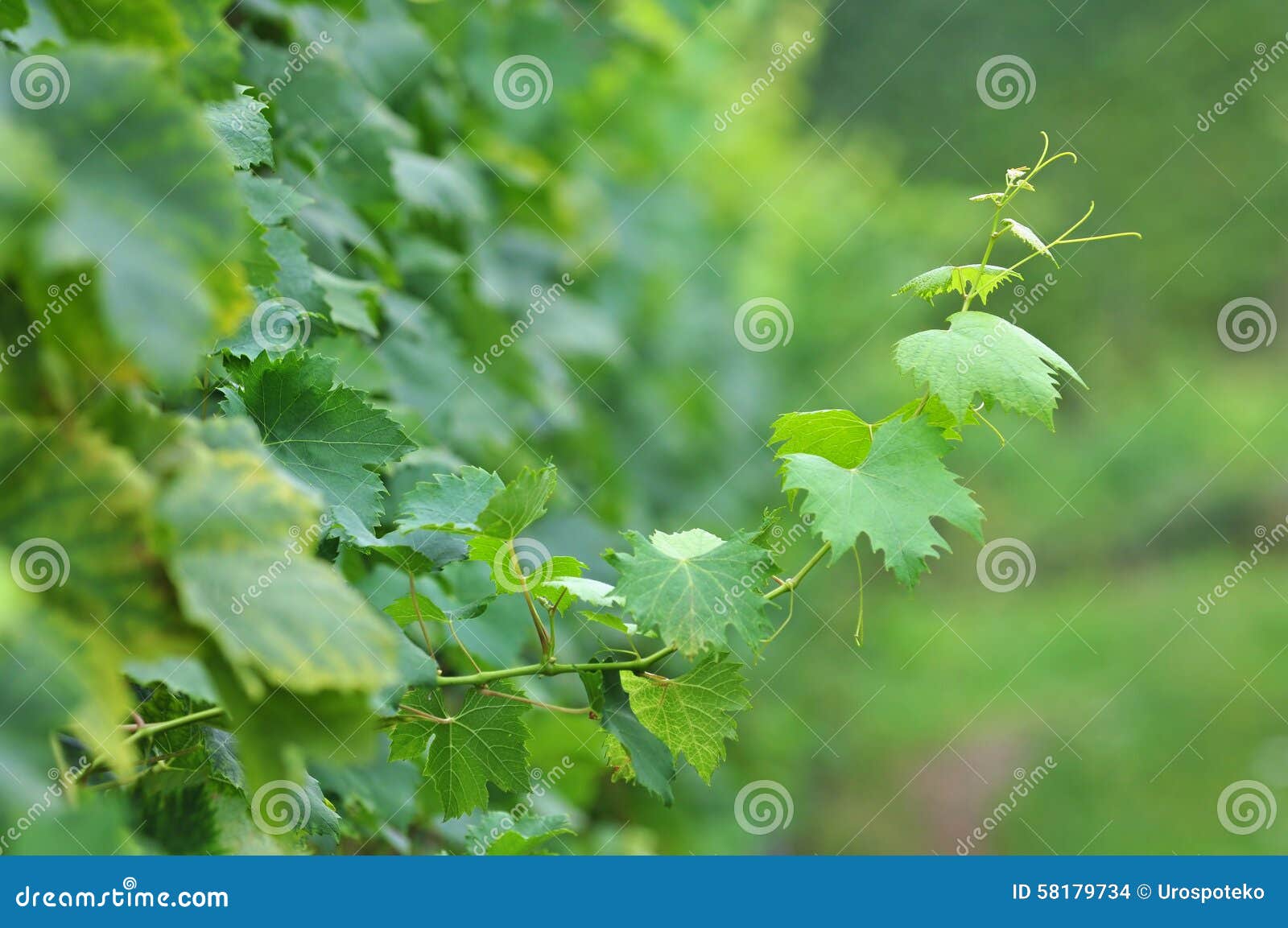 Grapevine stock photo. Image of field, scene, grape, outdoor - 58179734