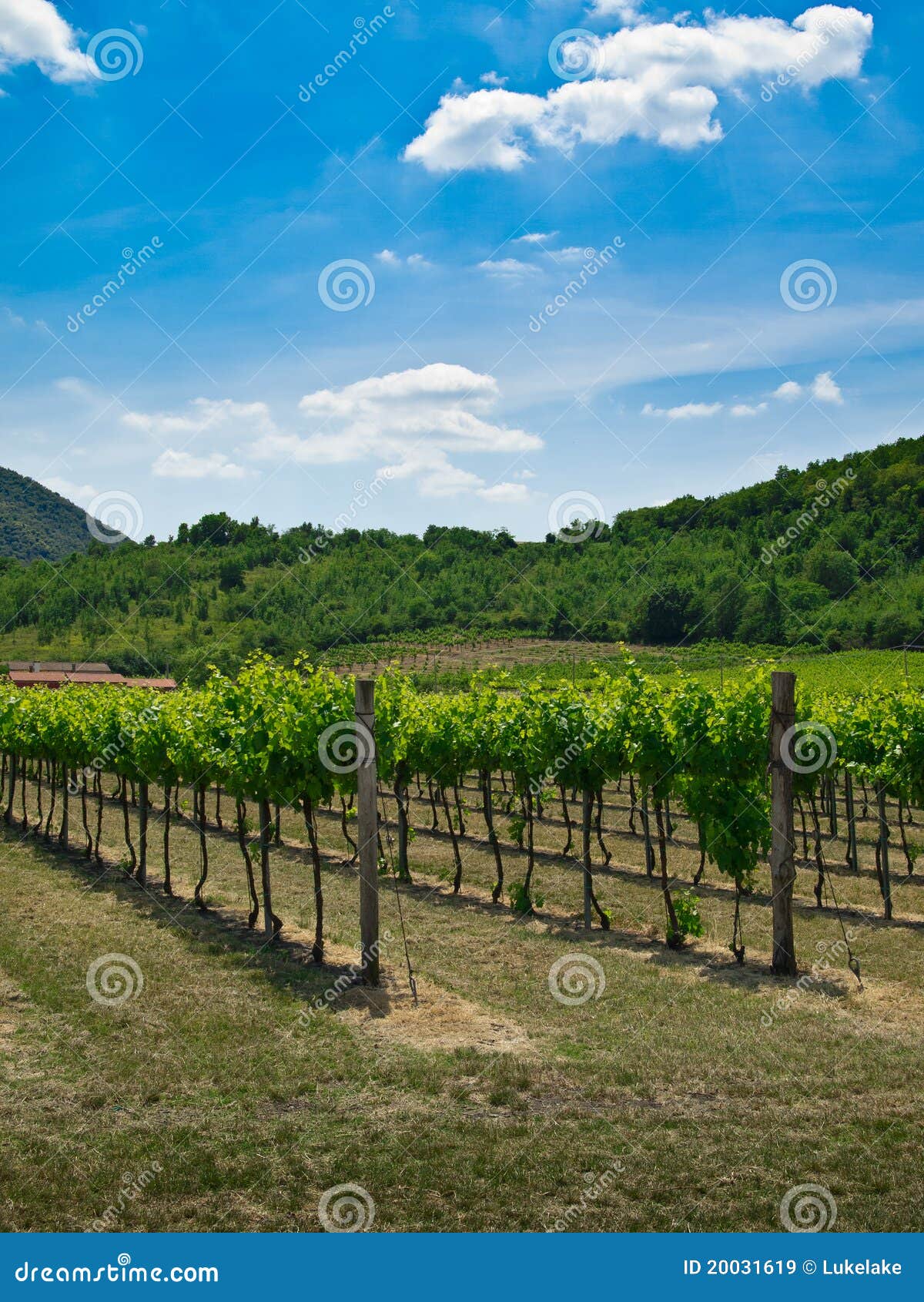 Grapevine Plants in a Vineyard Stock Image - Image of healthy ...