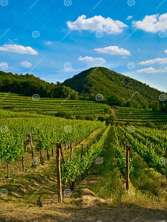 Grapevine Plants in a Vineyard Stock Photo - Image of farming, grass ...