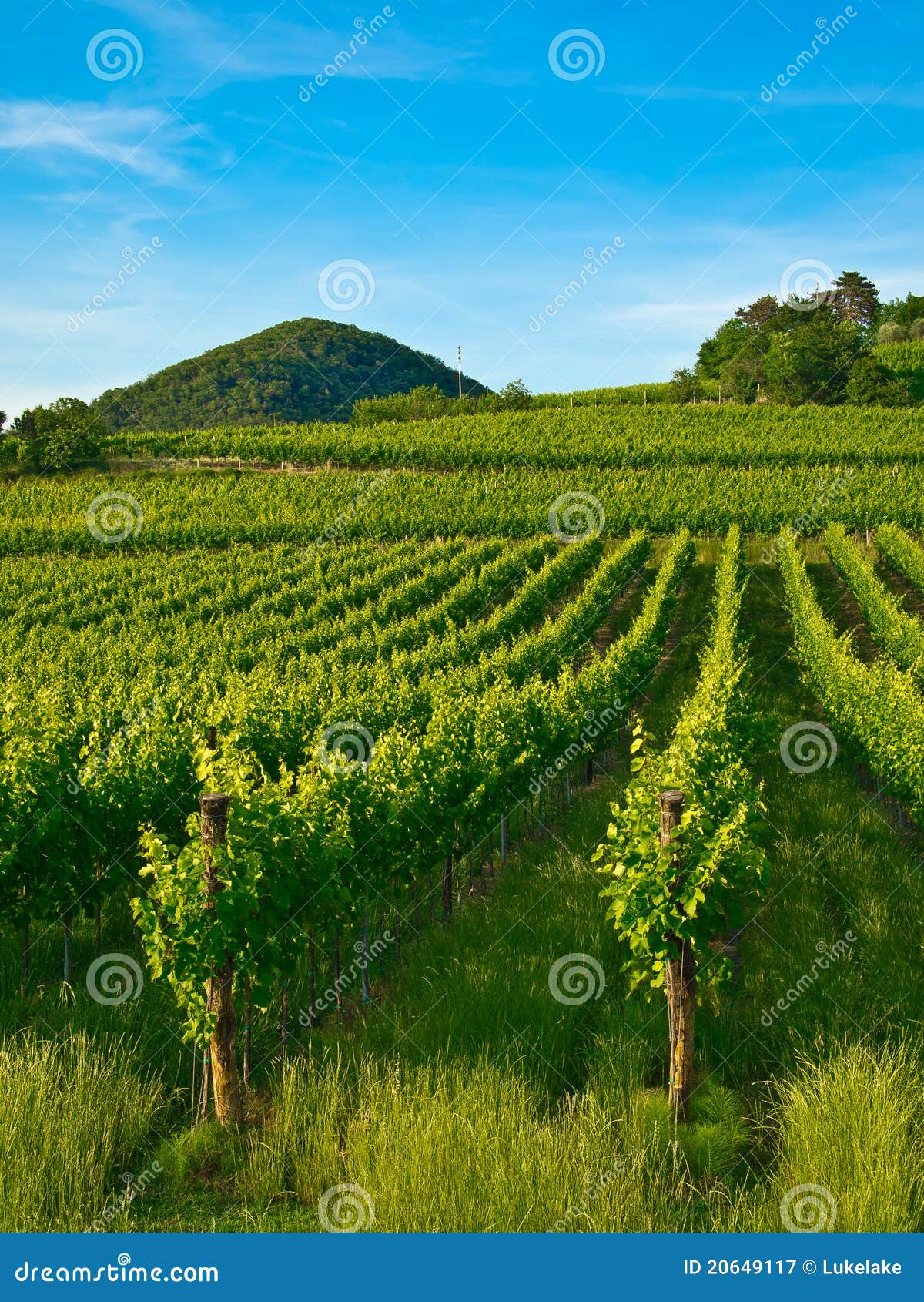 Grapevine Plants in a Vineyard Stock Image - Image of europe ...