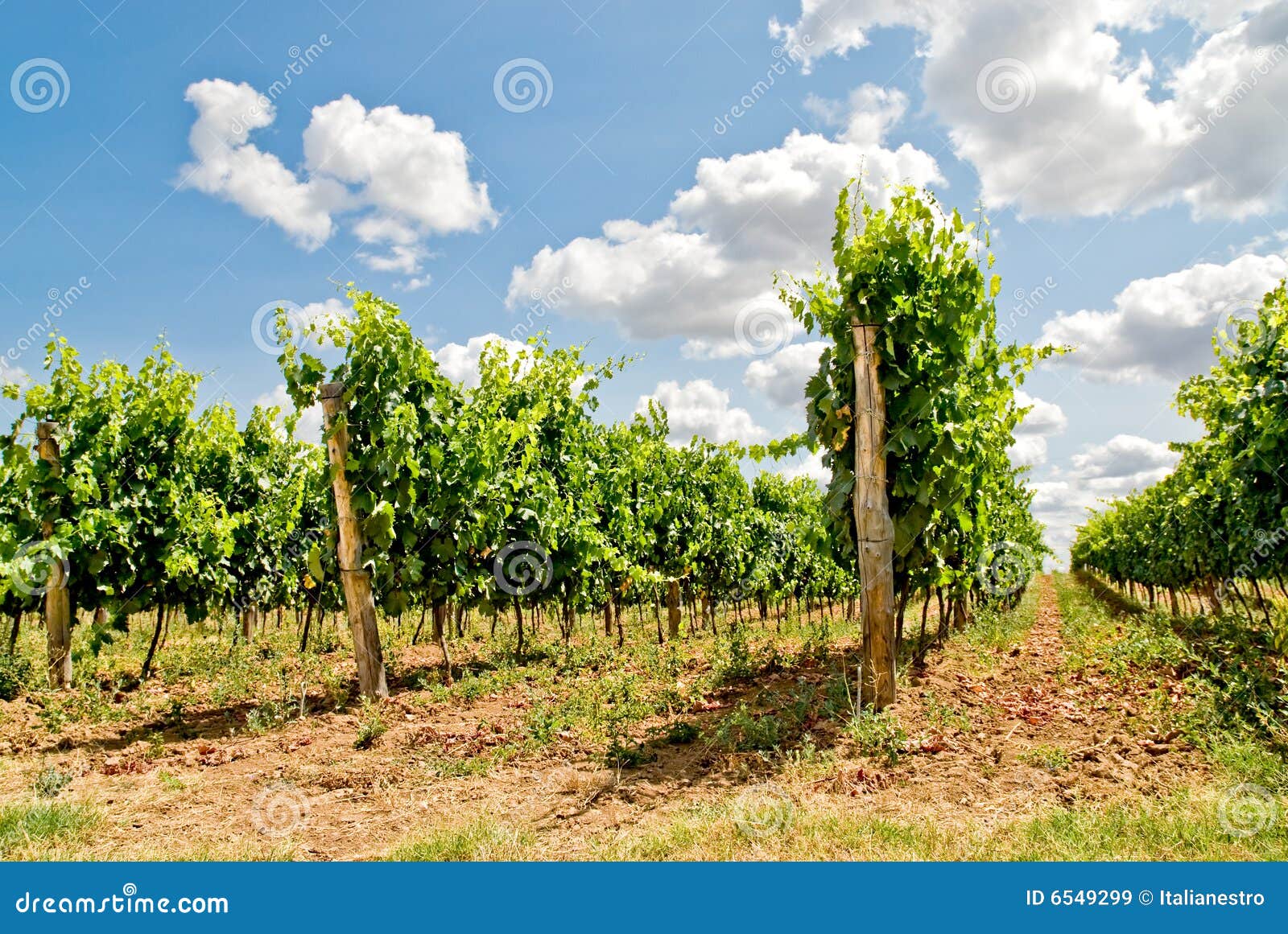 Grapevine rows stock image. Image of fruit, green, chianti - 6549299