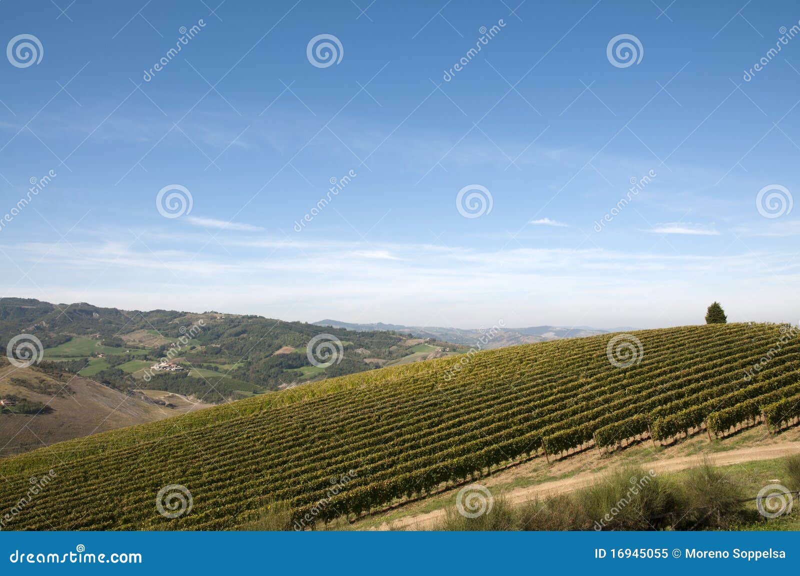 Grapevine rows - Italy stock image. Image of grass, landscape - 16945055