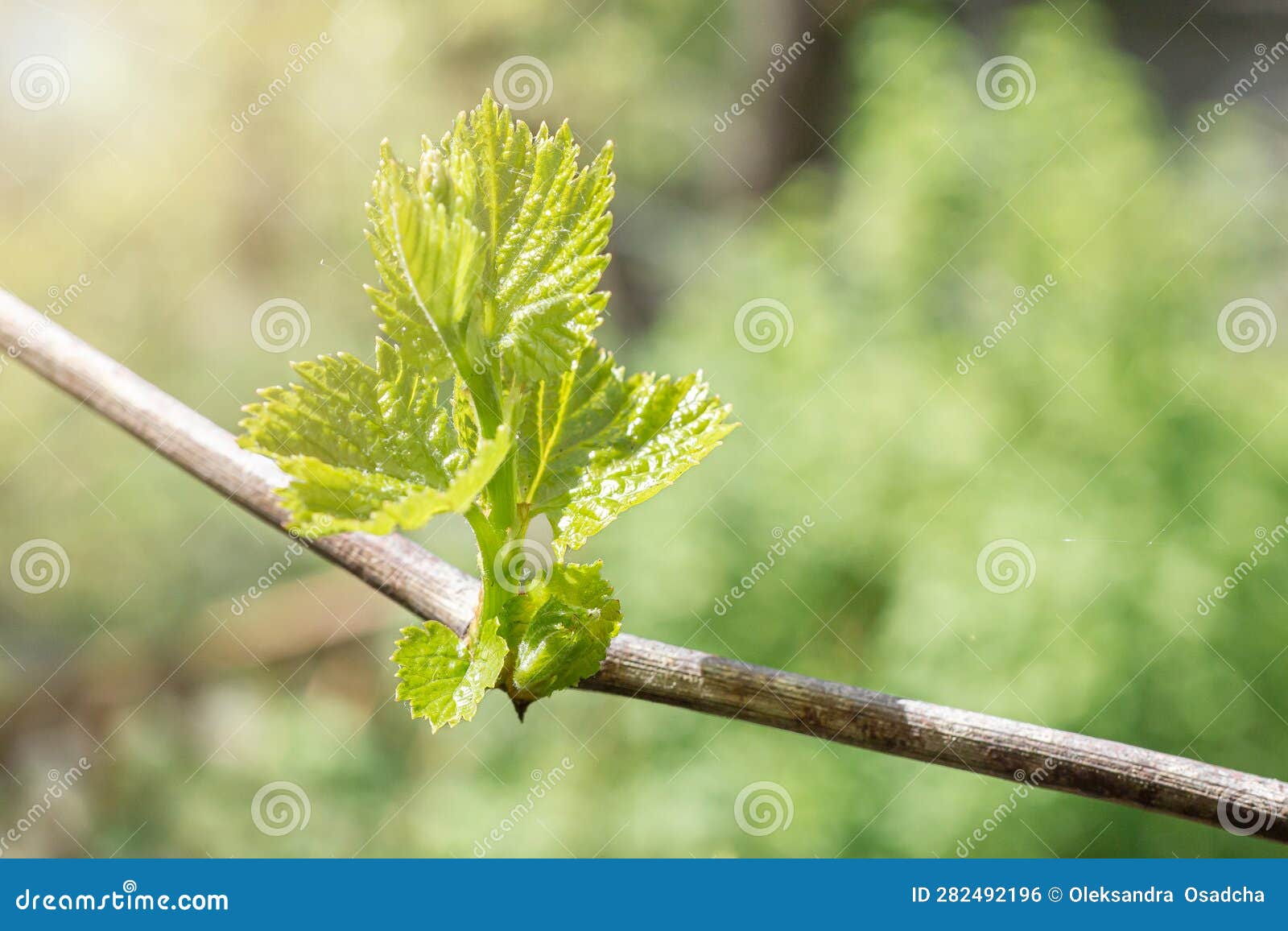 Grapevine Shoot in the Sunlight. Stock Photo - Image of growing ...