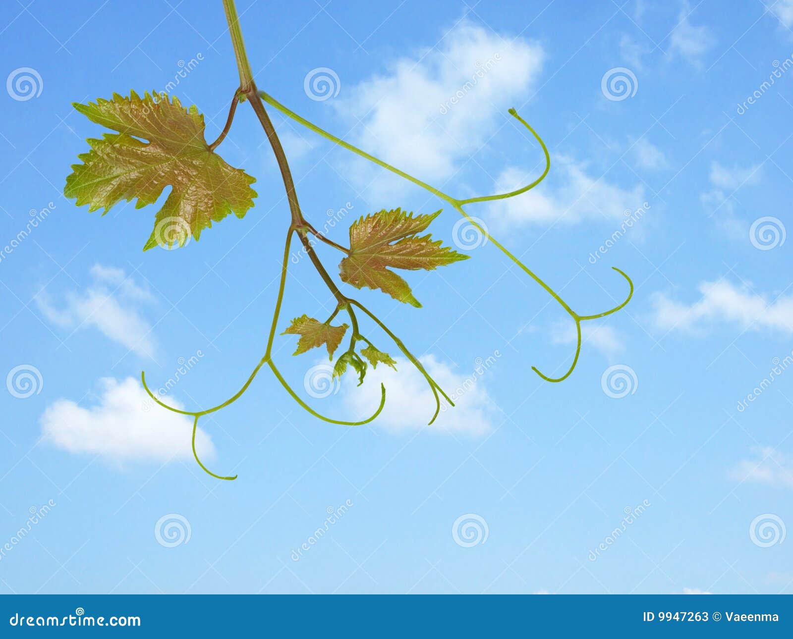 Grapevine on Sky Background Stock Image - Image of close, plant: 9947263