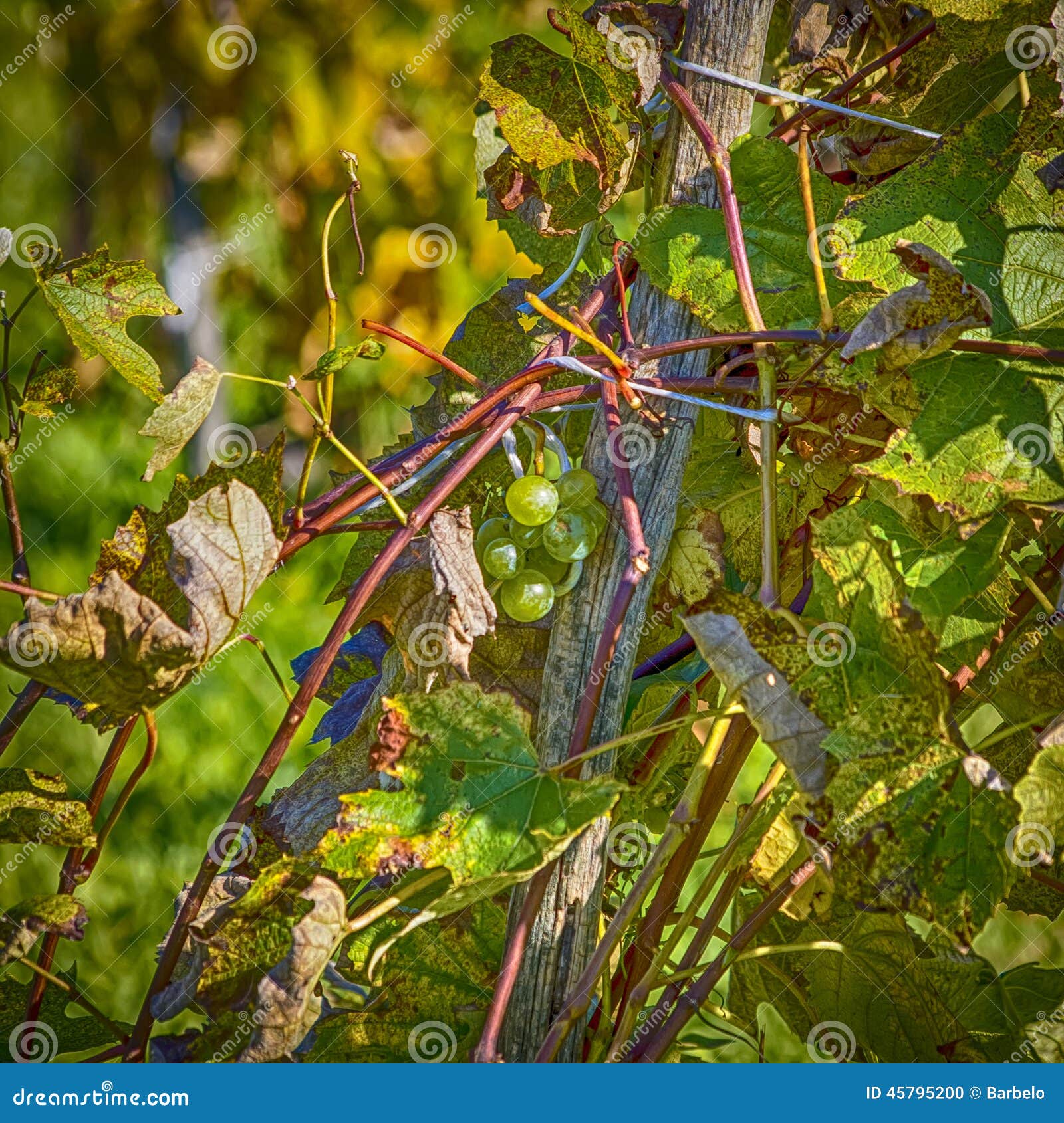 Grapevine stock photo. Image of farm, fruit, healthy - 45795200