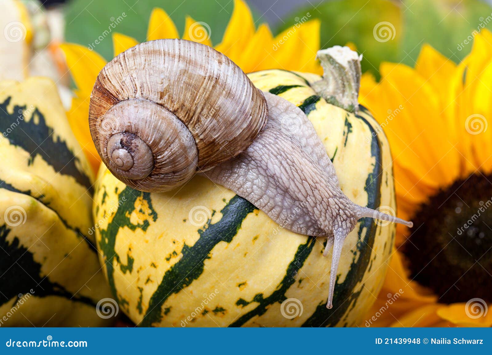 Grapevine Snail stock photo. Image of body, nice, garden - 21439948