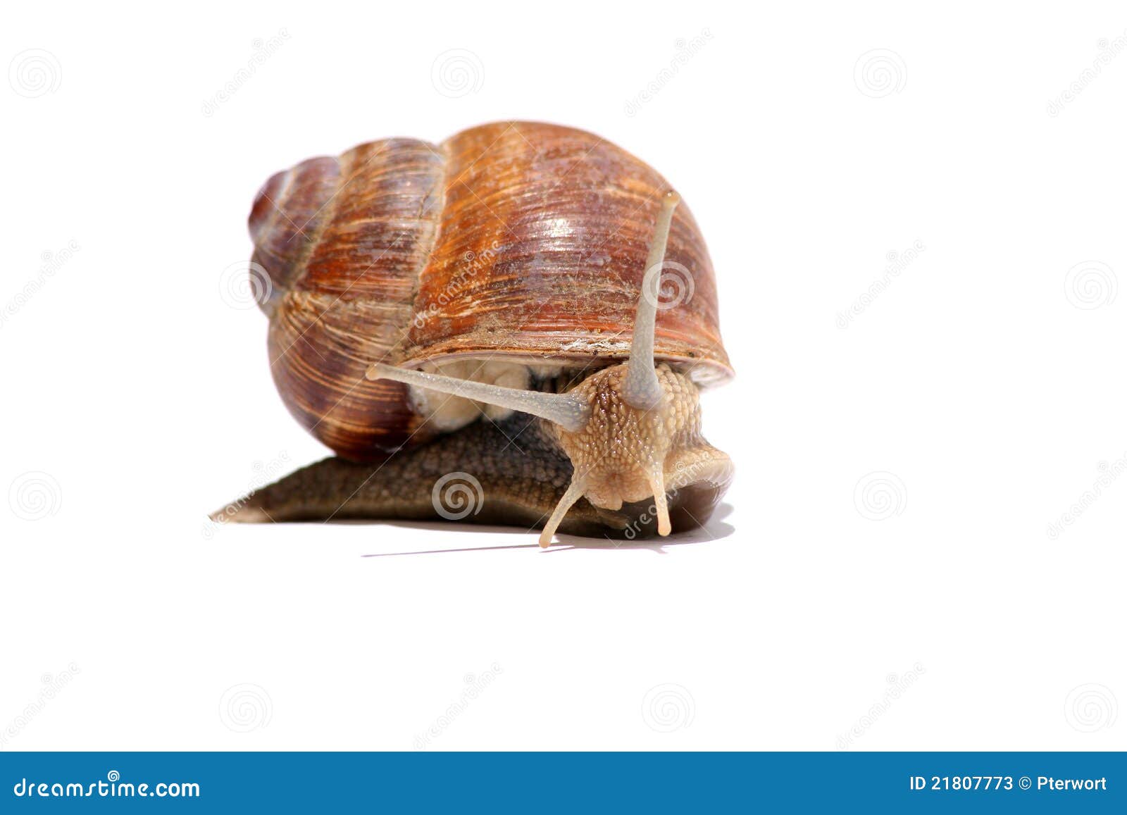 Grapevine snail stock image. Image of edible, detail - 21807773