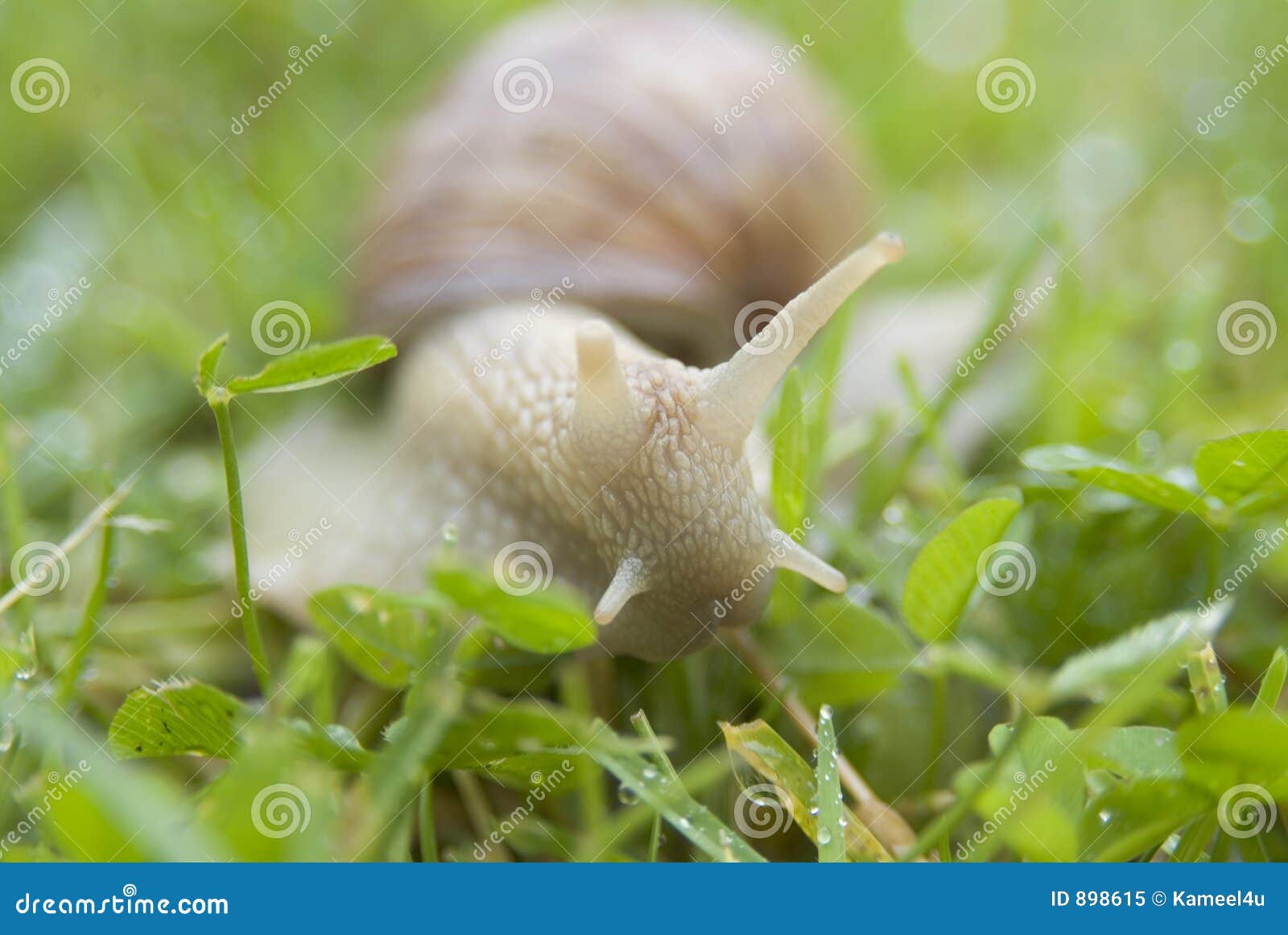 Grapevine snail stock image. Image of gastronomy, detail - 898615