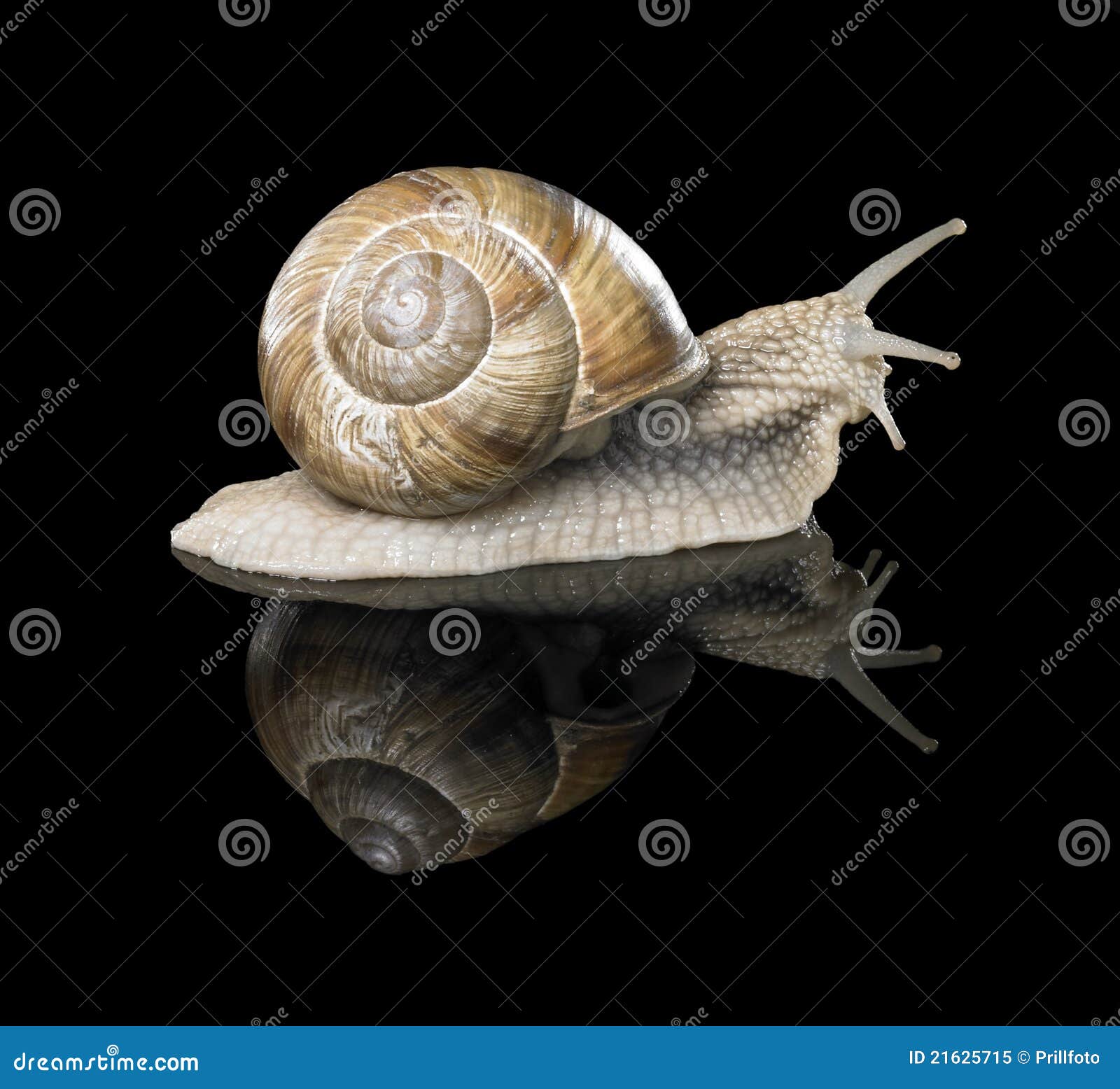 Grapevine snail on black stock image. Image of black - 21625715