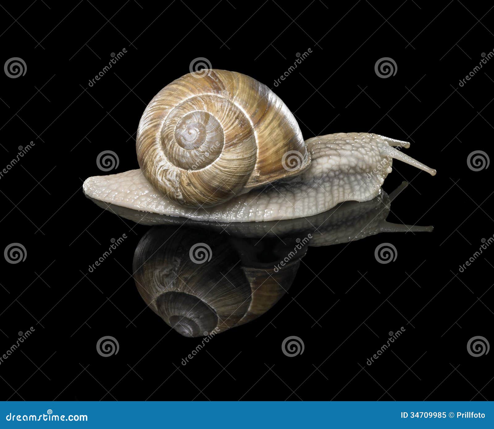 Grapevine snail on black stock image. Image of nature - 34709985