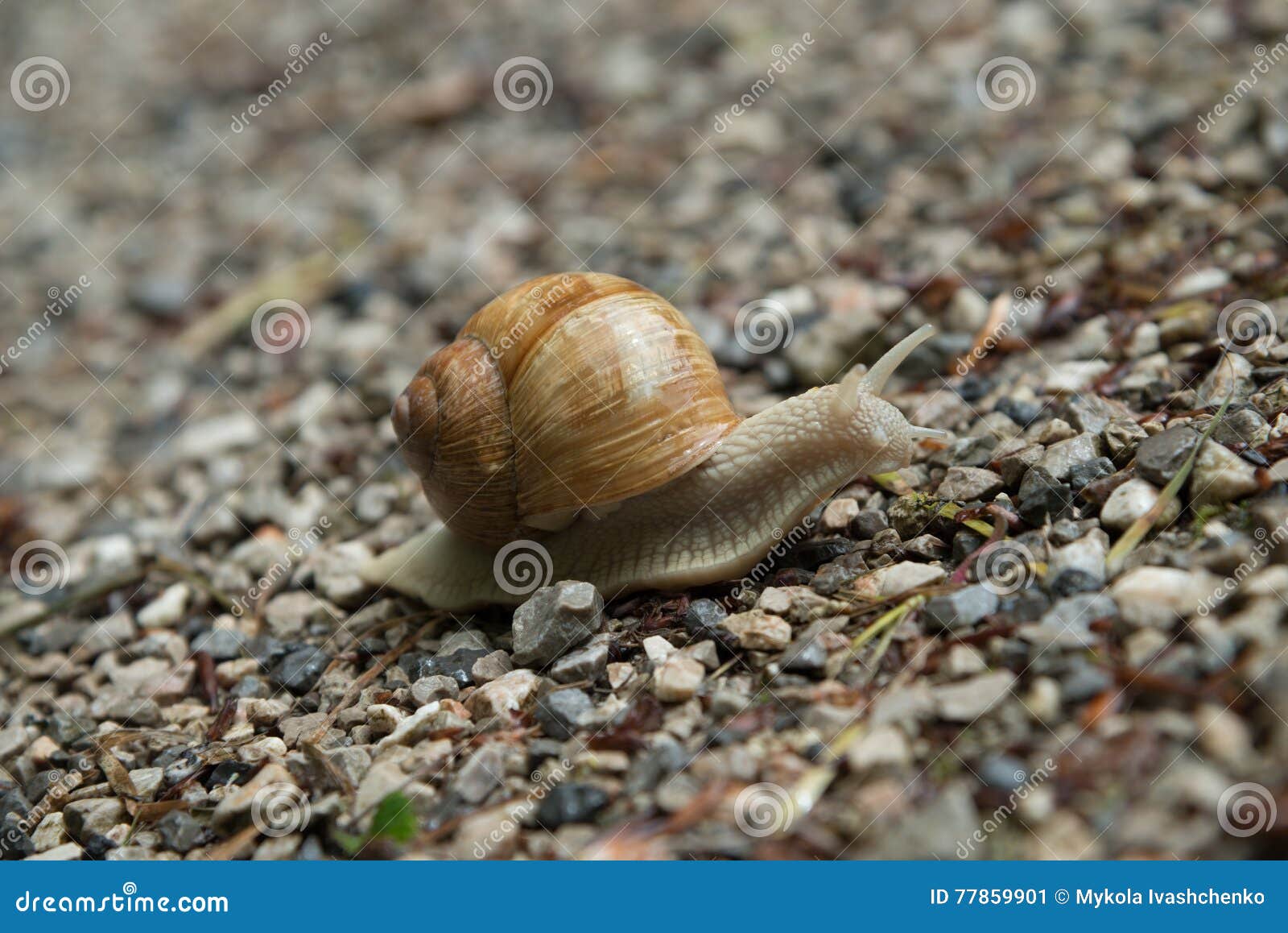 Grapevine snail close-up stock image. Image of nature - 77859901