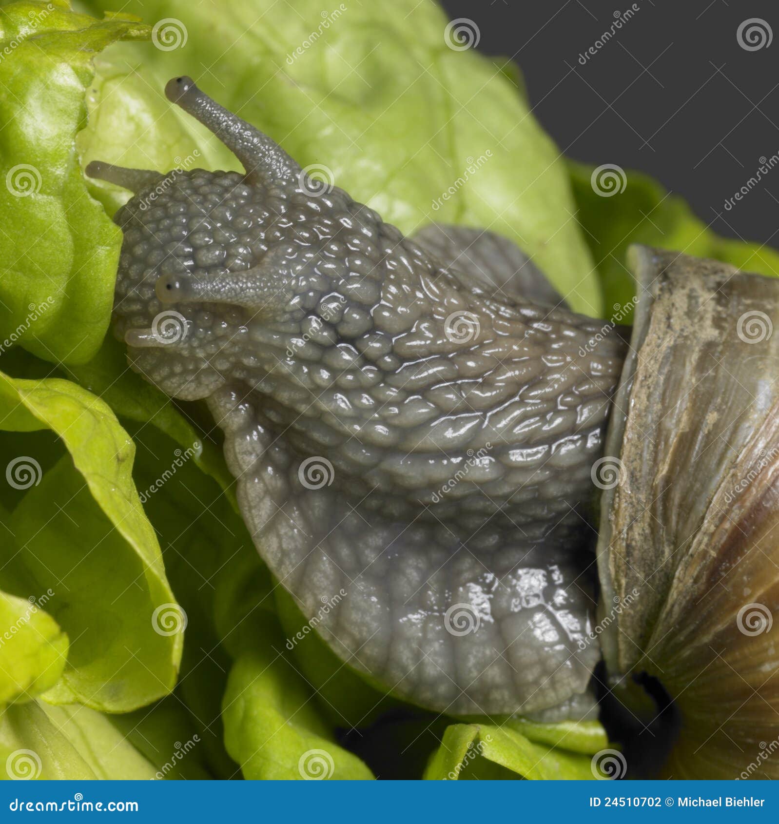 Grapevine snail closeup stock photo. Image of gourmet - 24510702