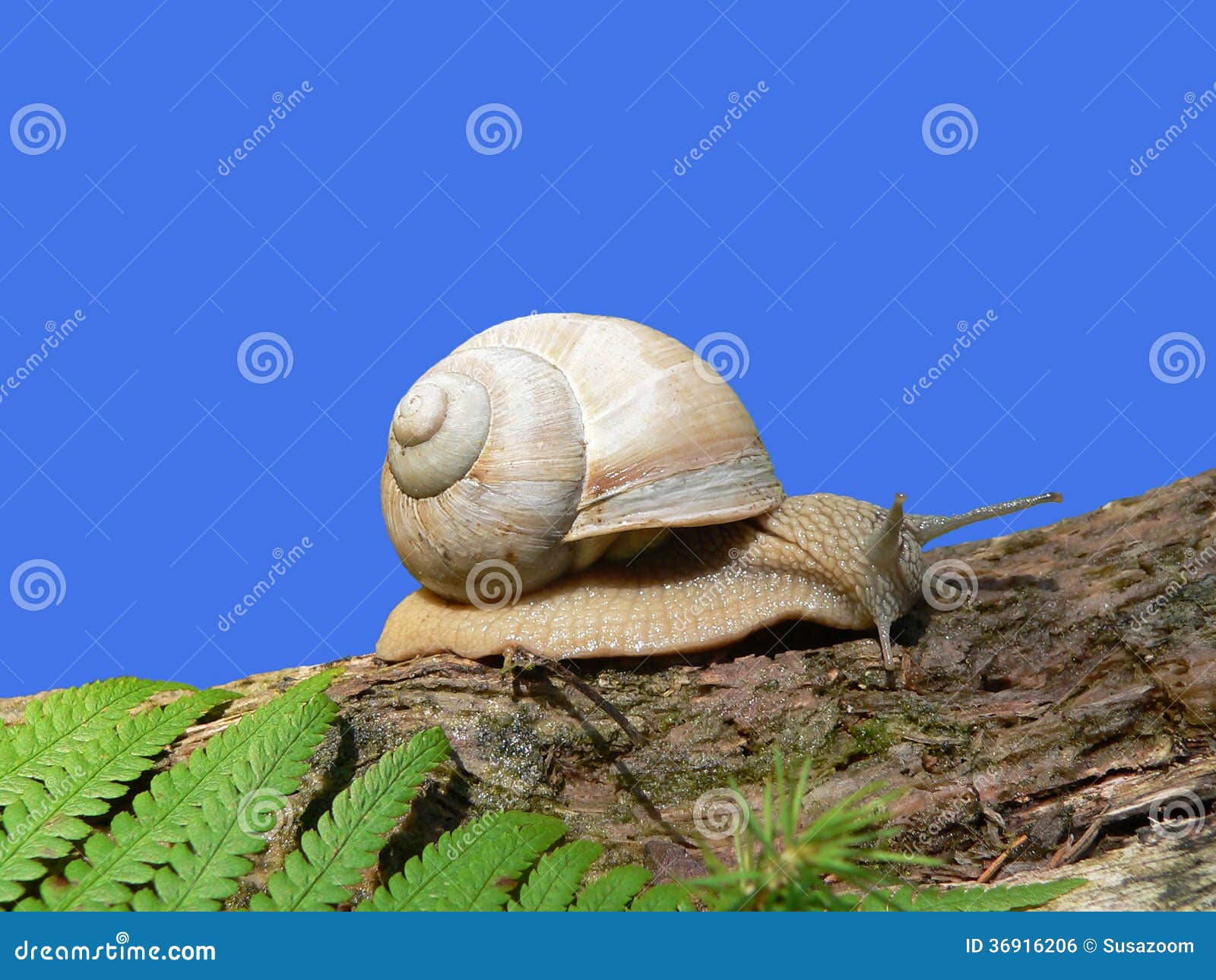 Grapevine Snail, Crawling on a Tree Trunk, Fern Leave, Against B Stock ...