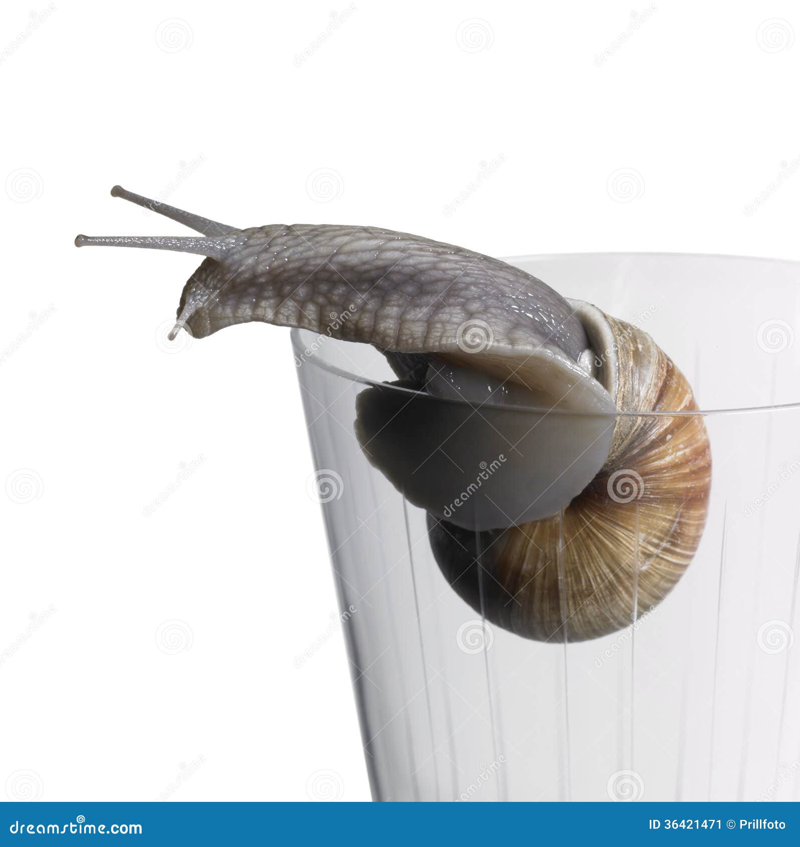Grapevine Snail on Drinking Glass Stock Image - Image of crawling ...