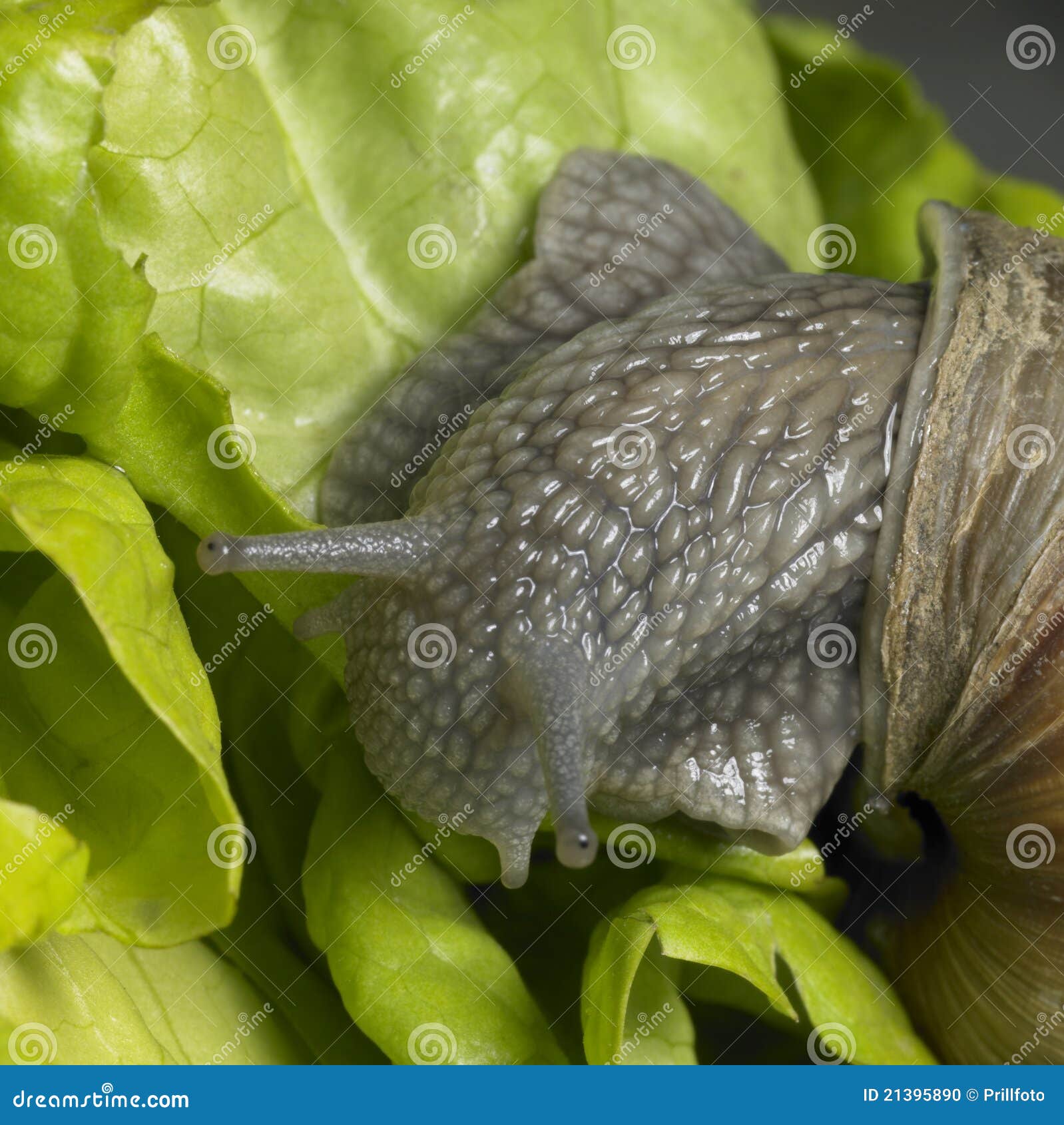 Grapevine snail at feed stock photo. Image of antenna - 21395890