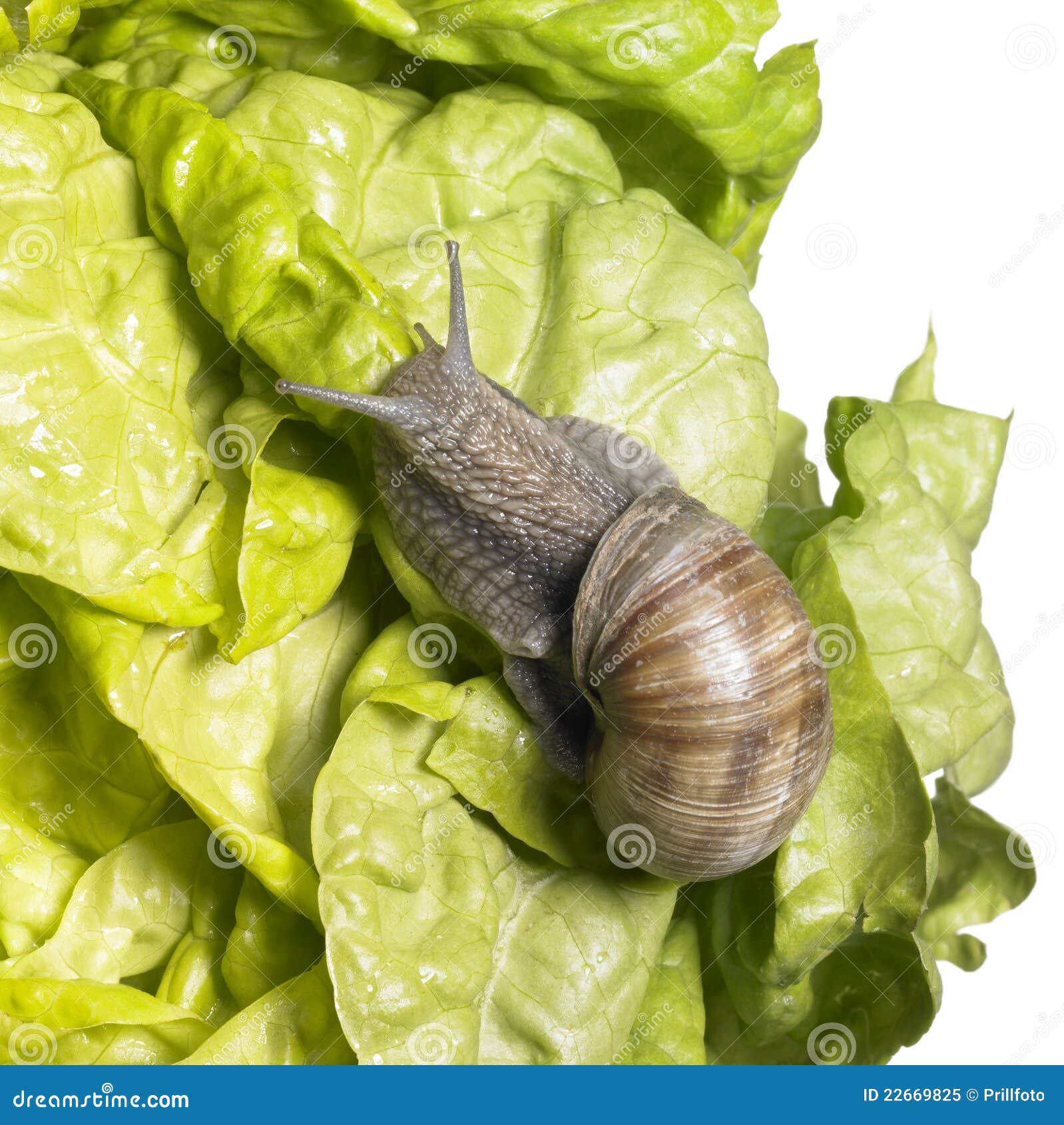 Grapevine snail at feed stock image. Image of aliment - 22669825