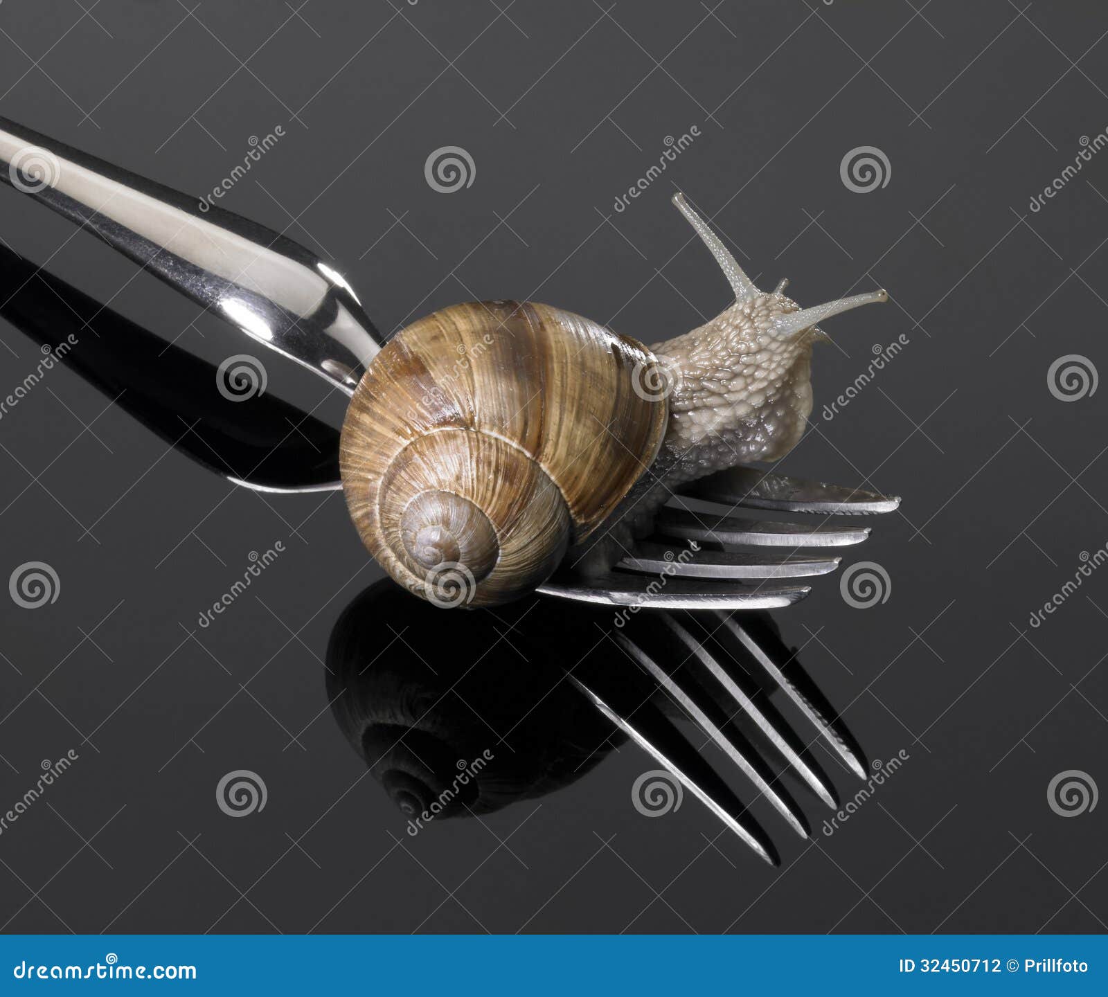 Grapevine snail on fork stock photo. Image of ideas, helicidae - 32450712