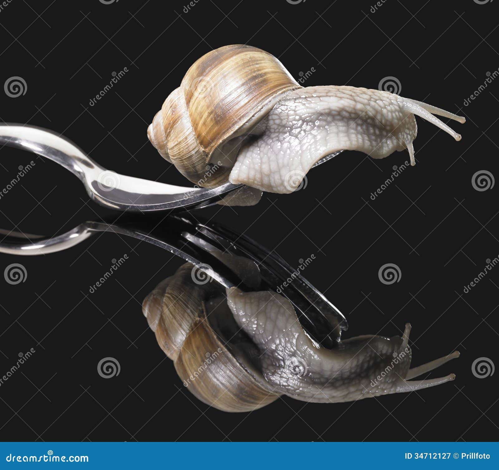 Grapevine snail on fork stock image. Image of moistness - 34712127