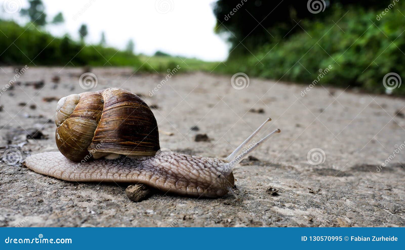German grapevine snail stock image. Image of garden - 130570995