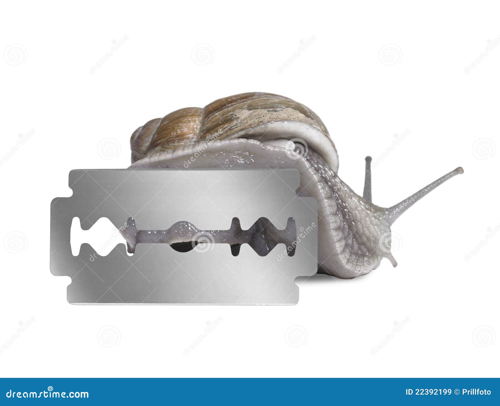 Grapevine Snail and Razor Blade Stock Image - Image of biology ...