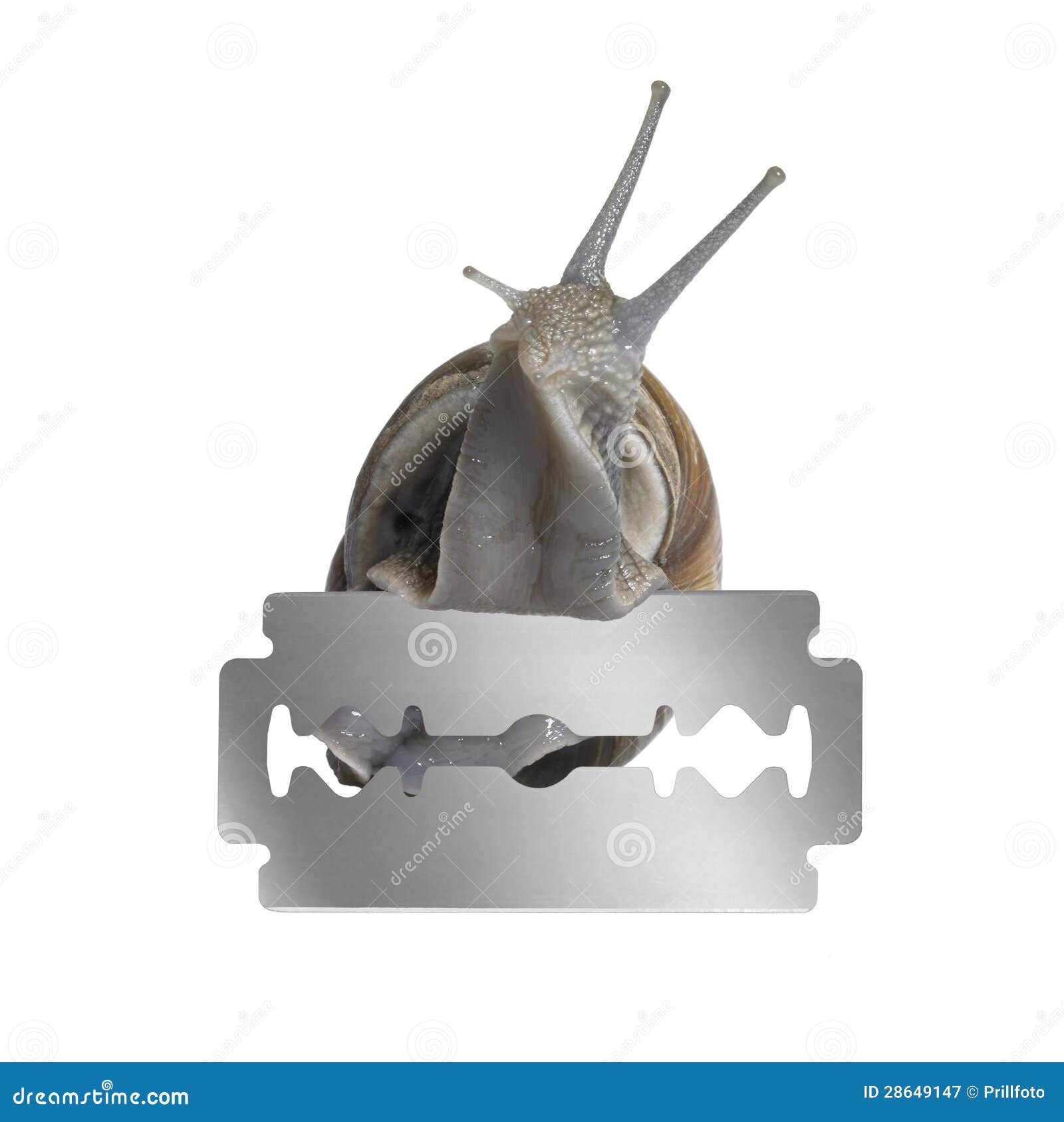 Grapevine Snail and Razor Blade Stock Image - Image of closeup, blade ...