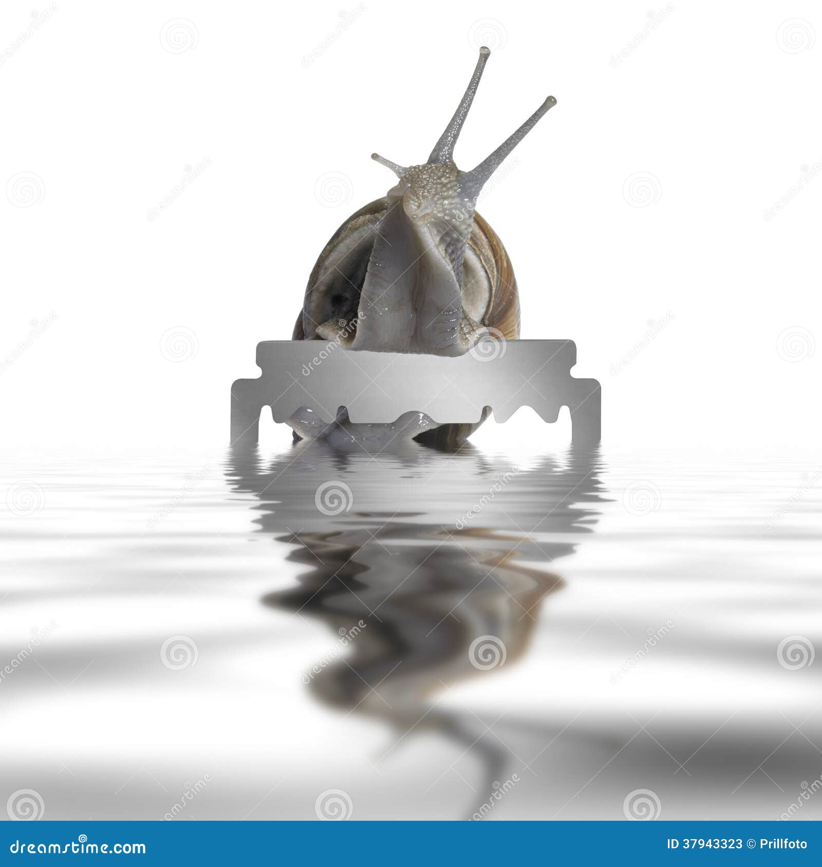 Grapevine Snail and Razor Blade Stock Image - Image of gliding ...