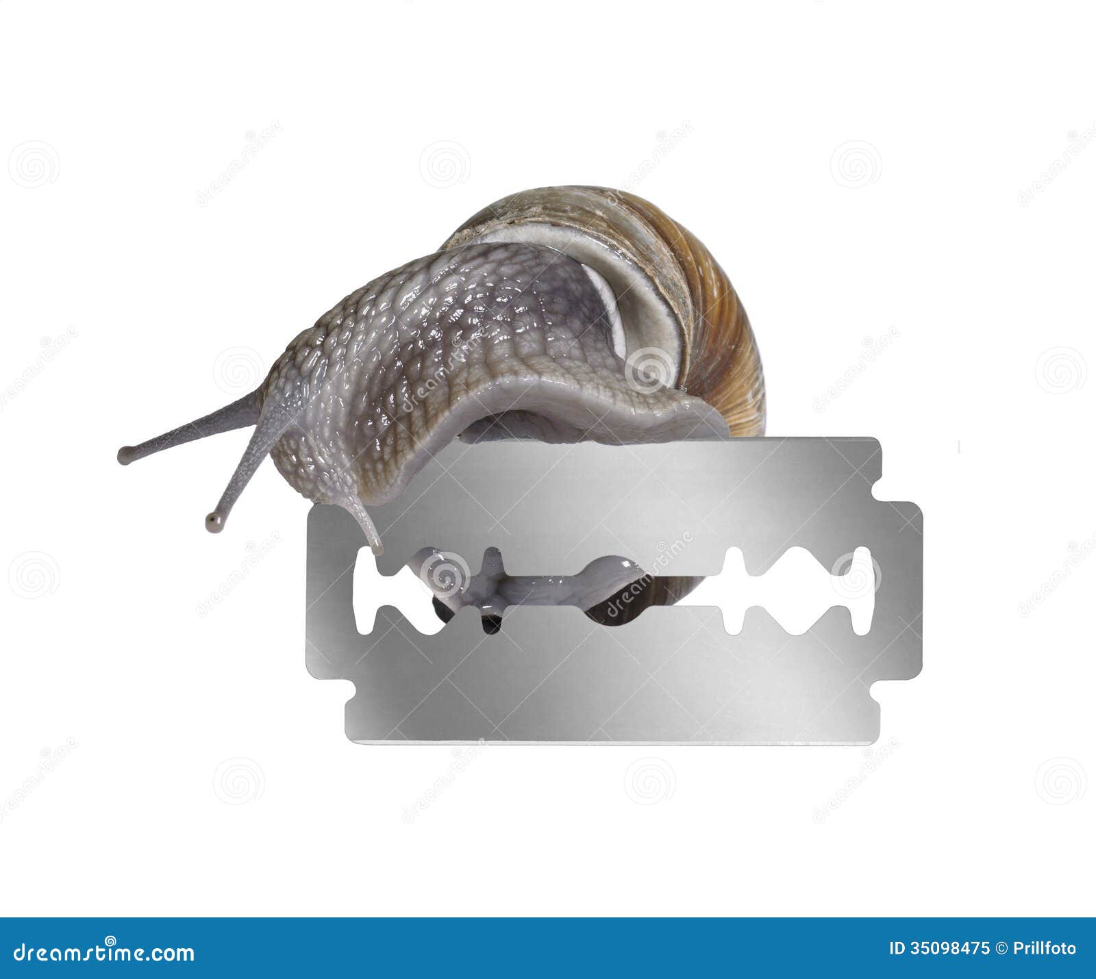 Grapevine Snail and Razor Blade Stock Image - Image of edible ...