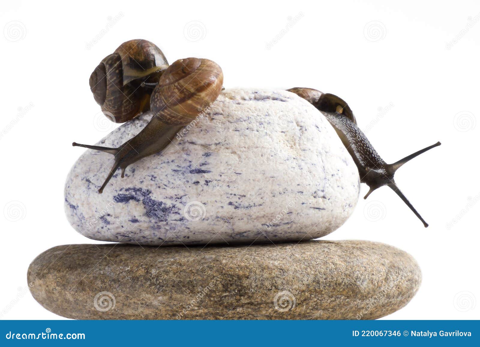 Grapevine Snail on Stack of Spa Stones Against White Background Stock ...